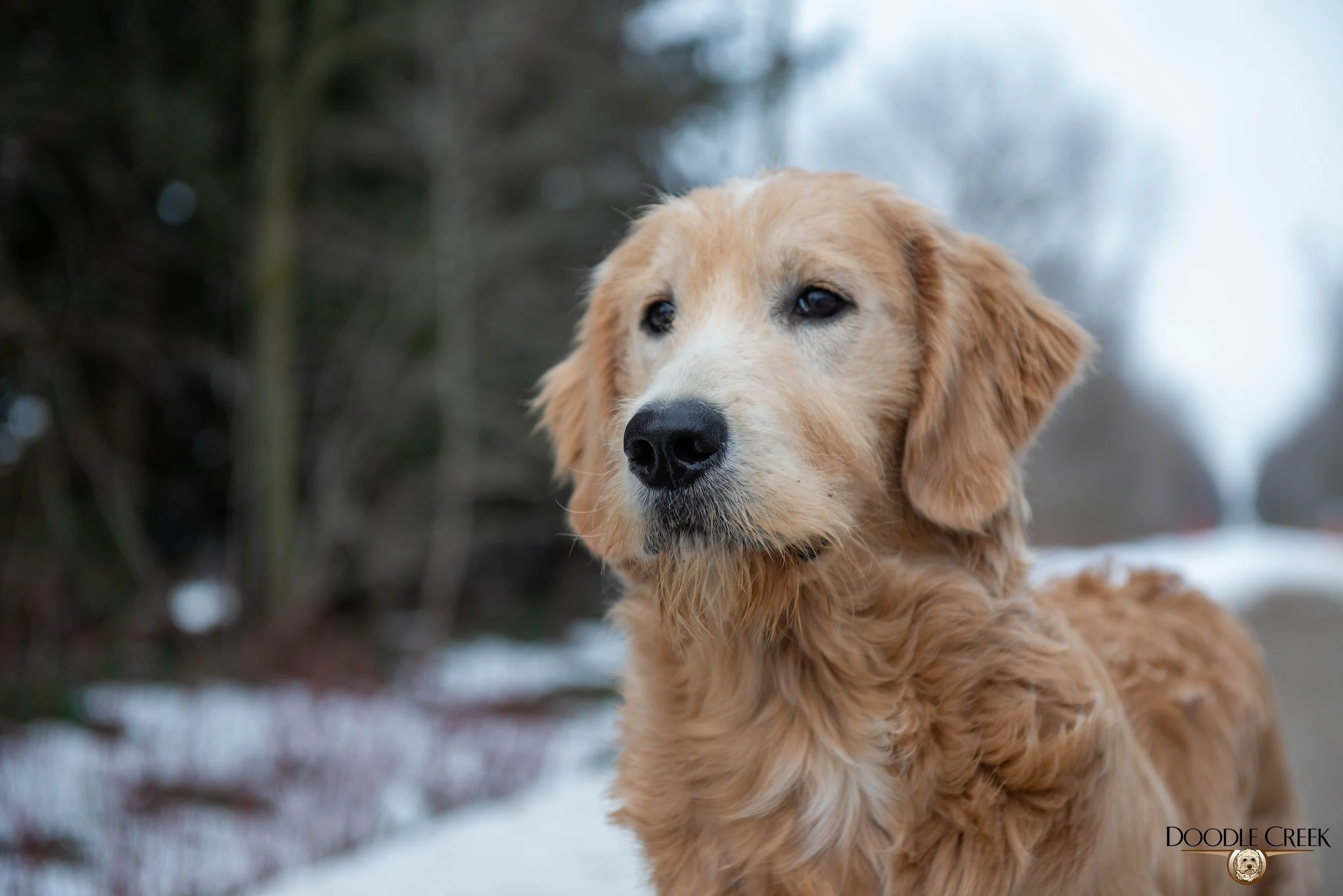 Older English Goldendoodle Puppies Available — Doodle Creek