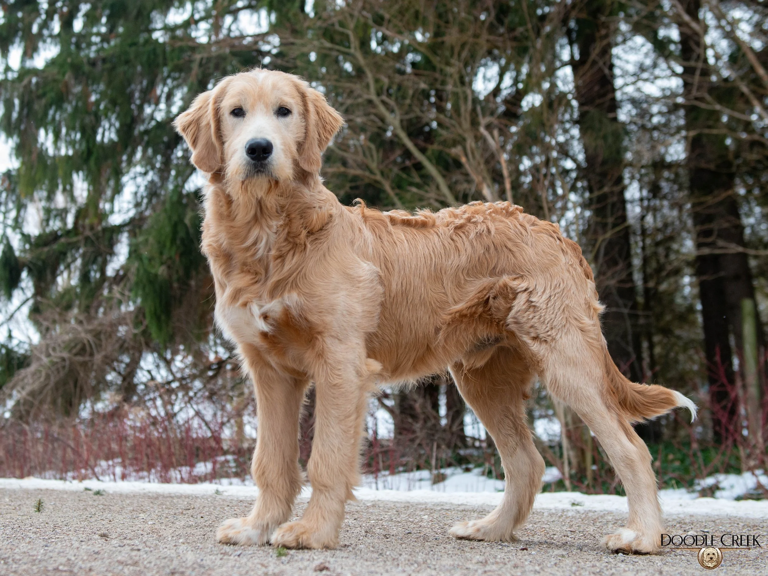 Older English Goldendoodle Puppies Available — Doodle Creek