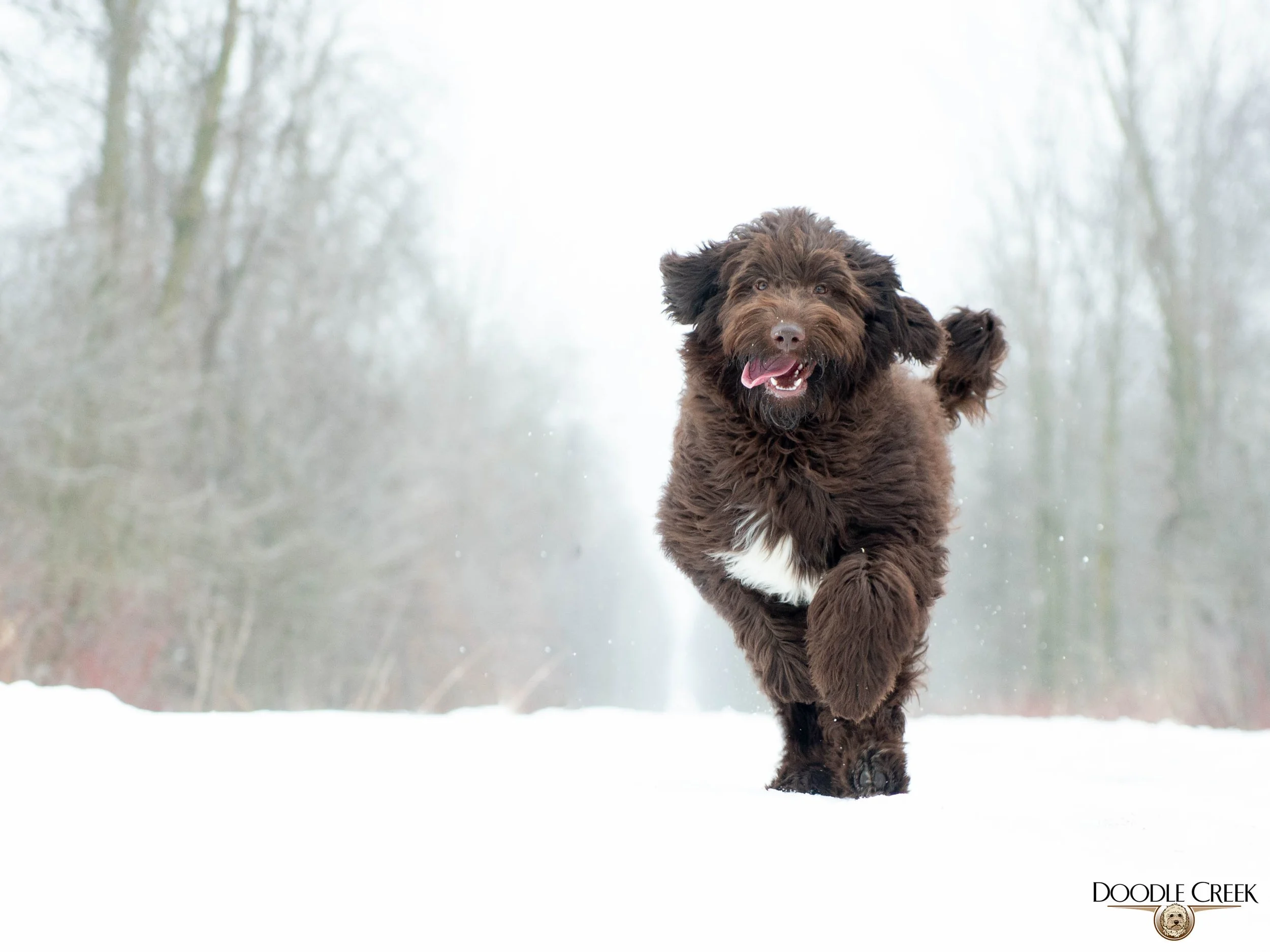 Older English Goldendoodle Puppies Available — Doodle Creek