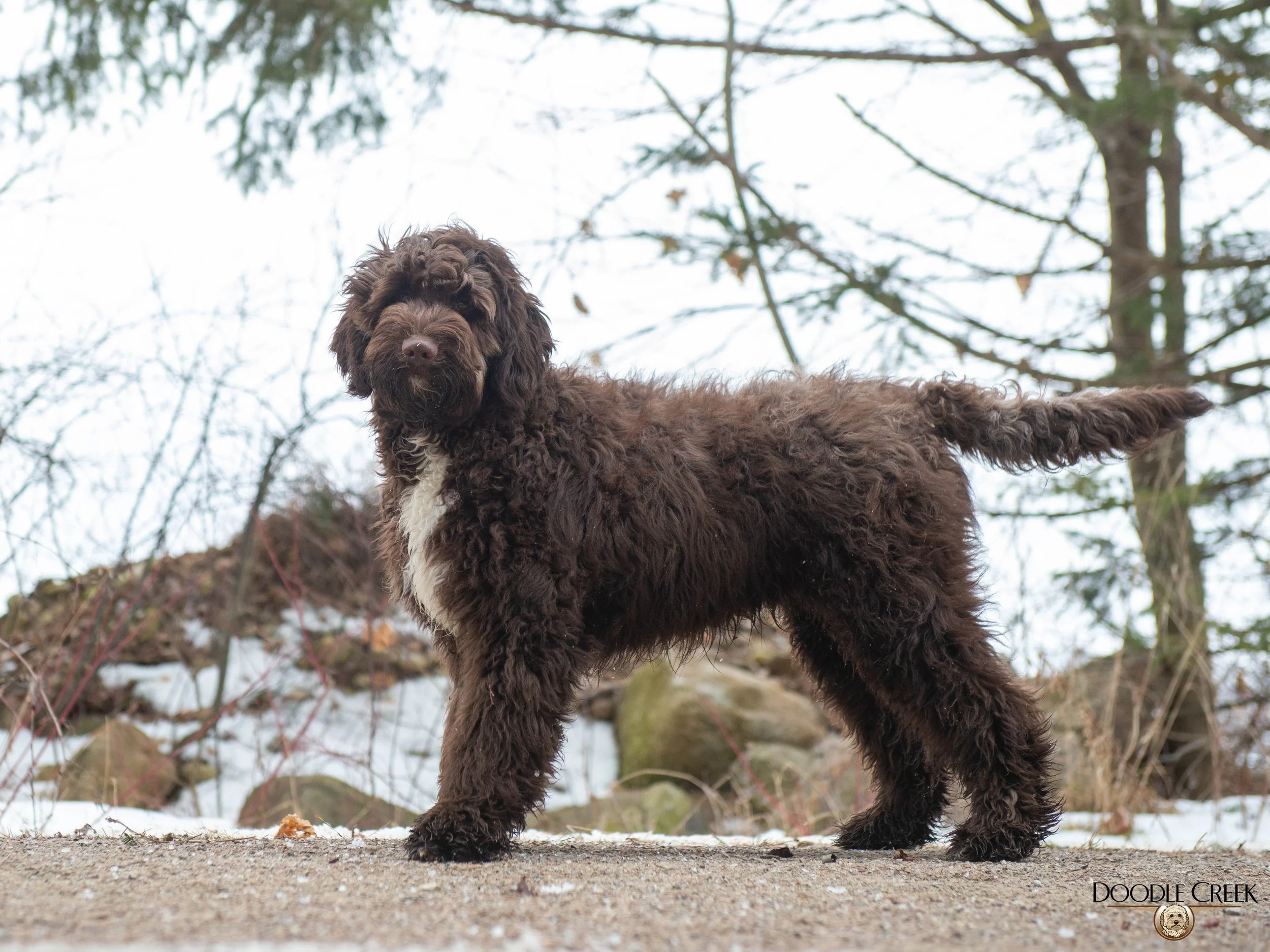 Older English Goldendoodle Puppies Available — Doodle Creek