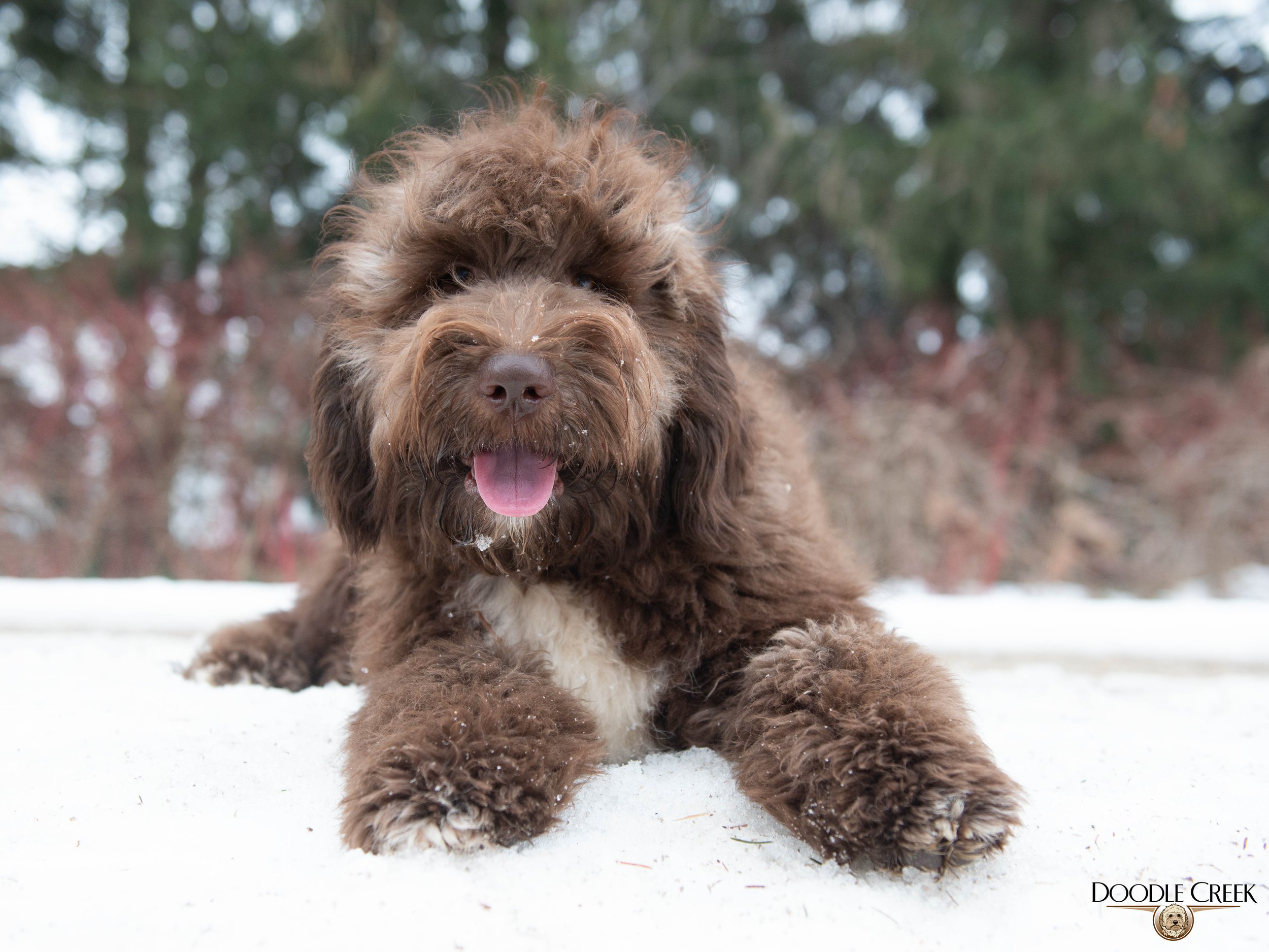 Older English Goldendoodle Puppies Available — Doodle Creek