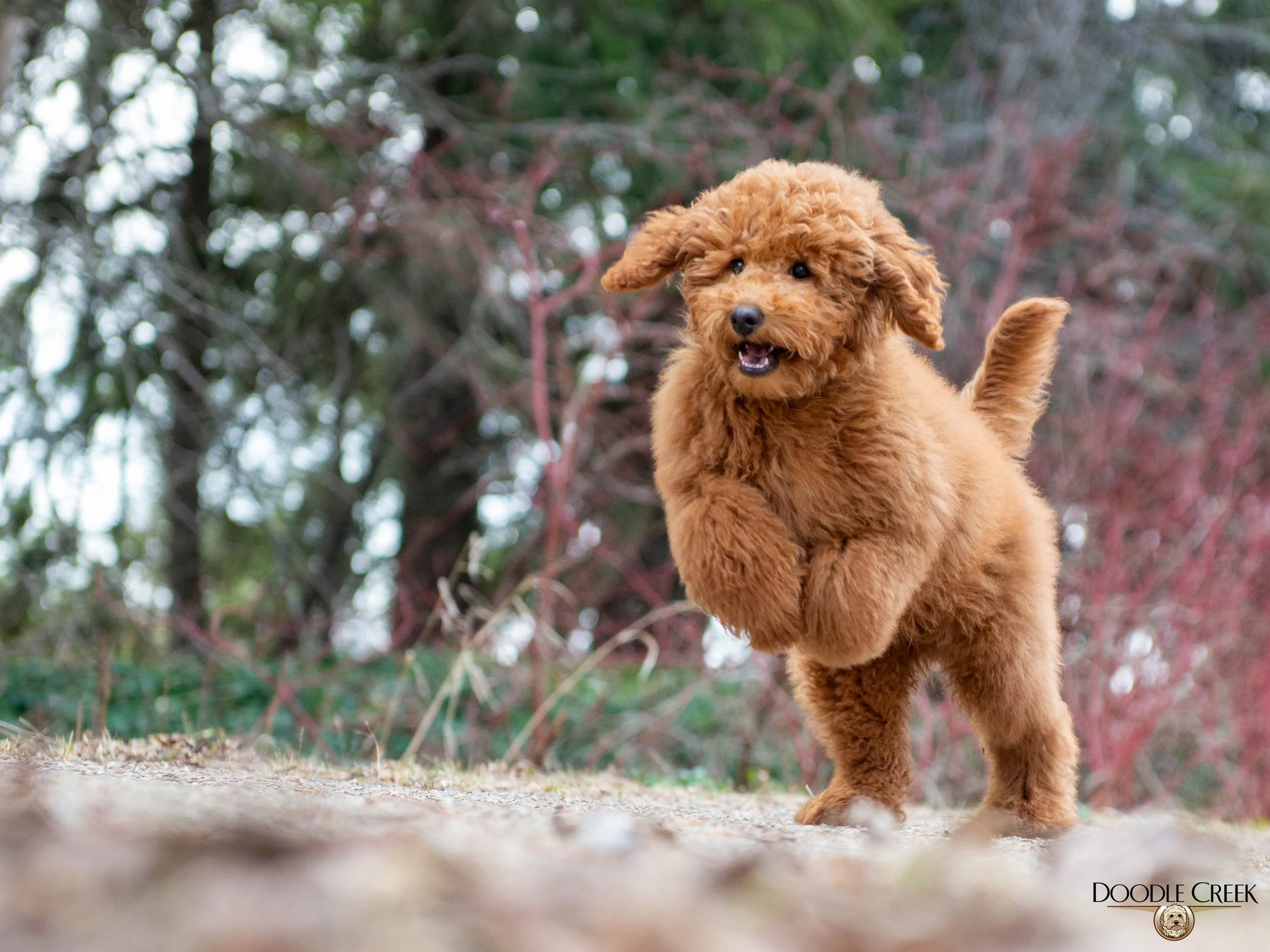 Older English Goldendoodle Puppies Available — Doodle Creek