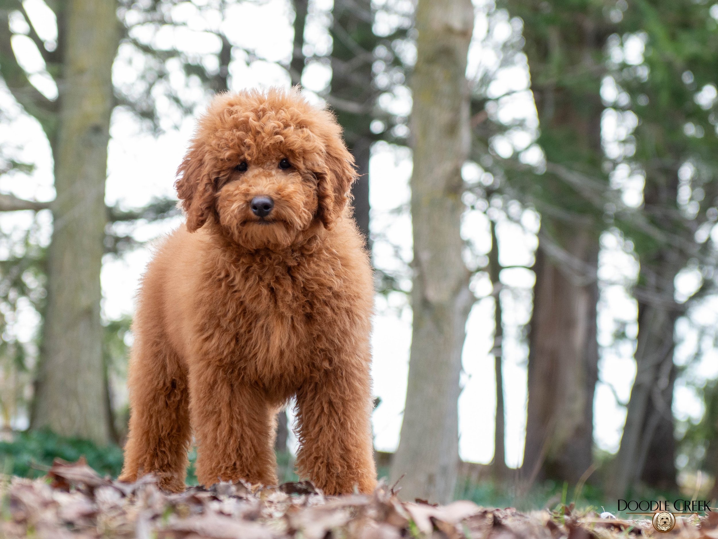 Older English Goldendoodle Puppies Available — Doodle Creek