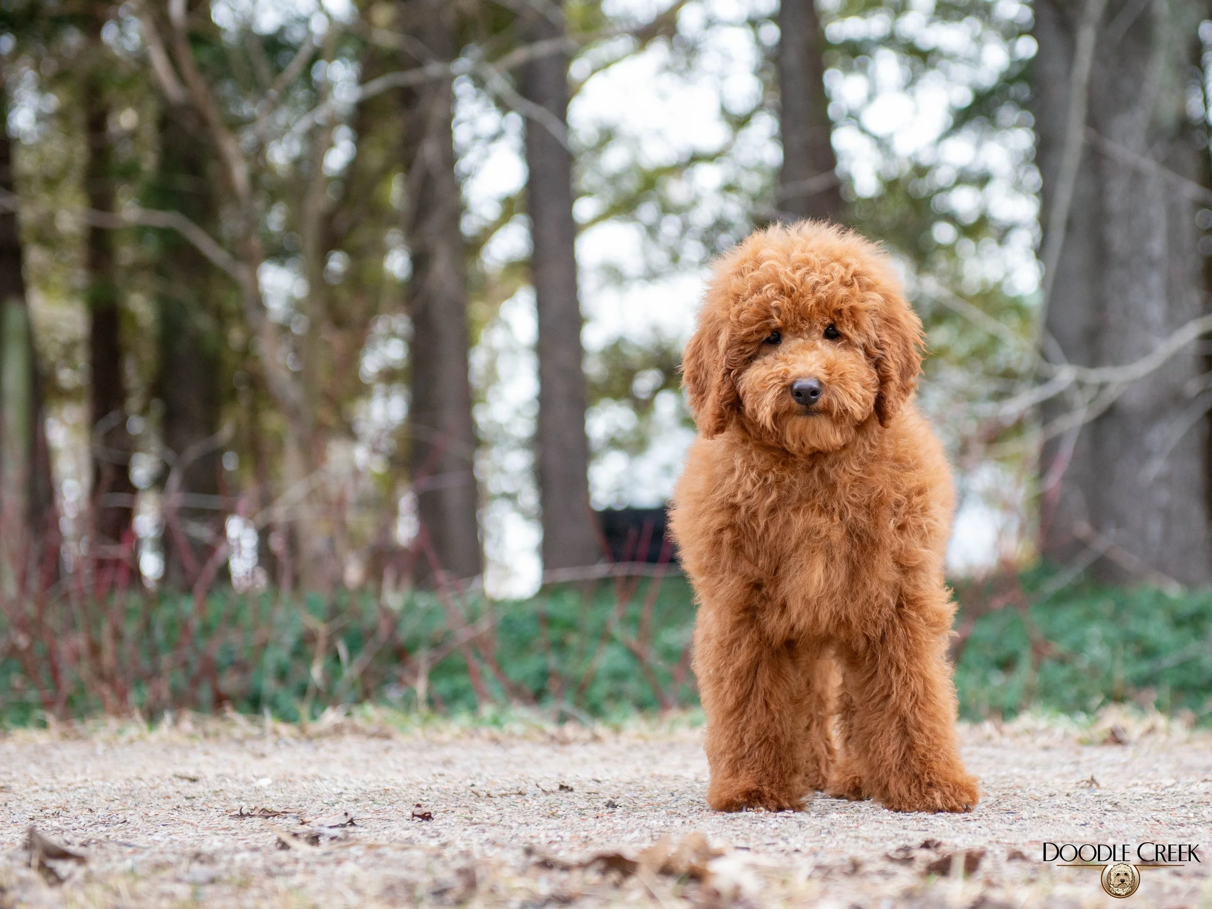 Older English Goldendoodle Puppies Available — Doodle Creek