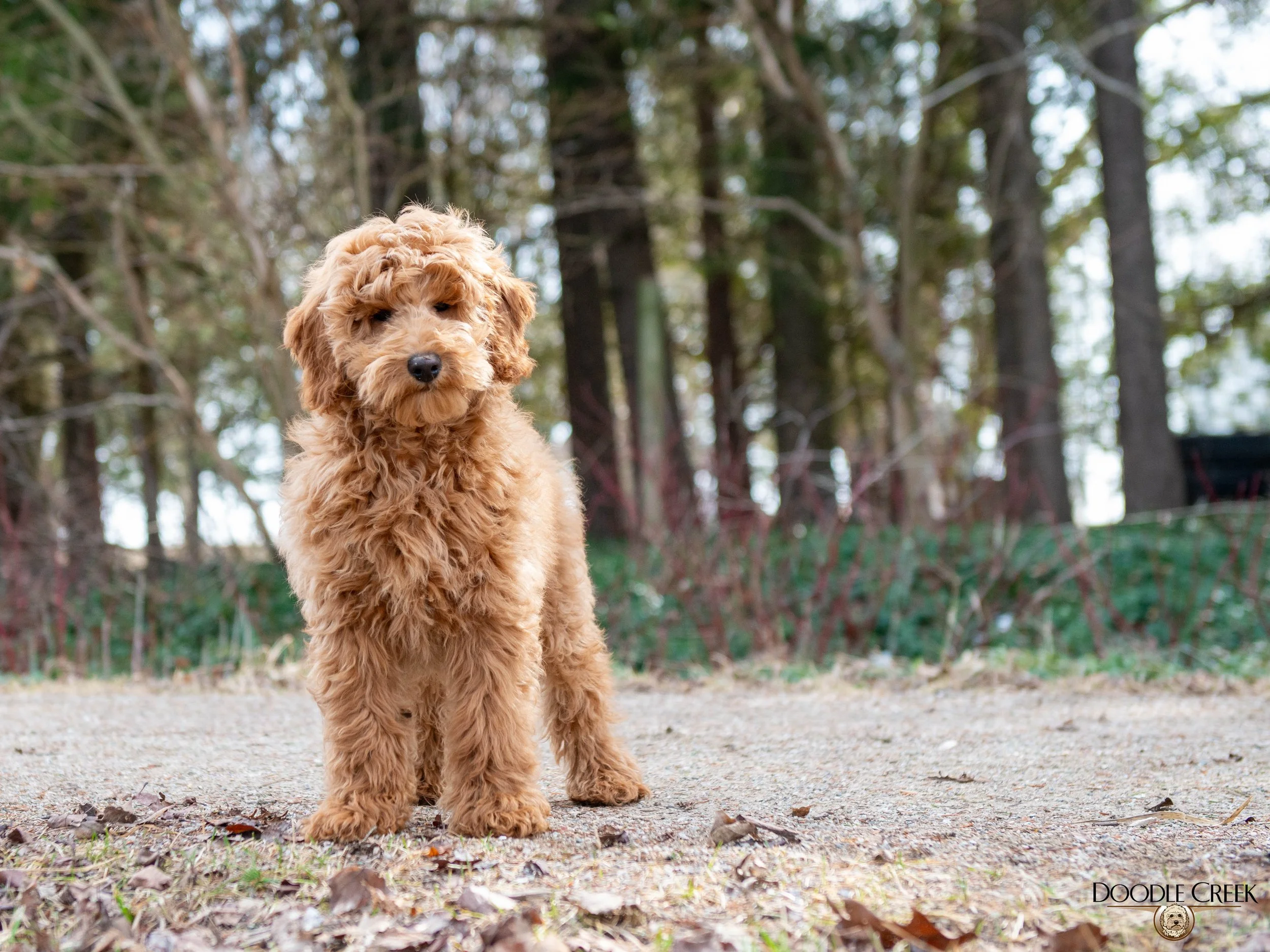 Older English Goldendoodle Puppies Available — Doodle Creek