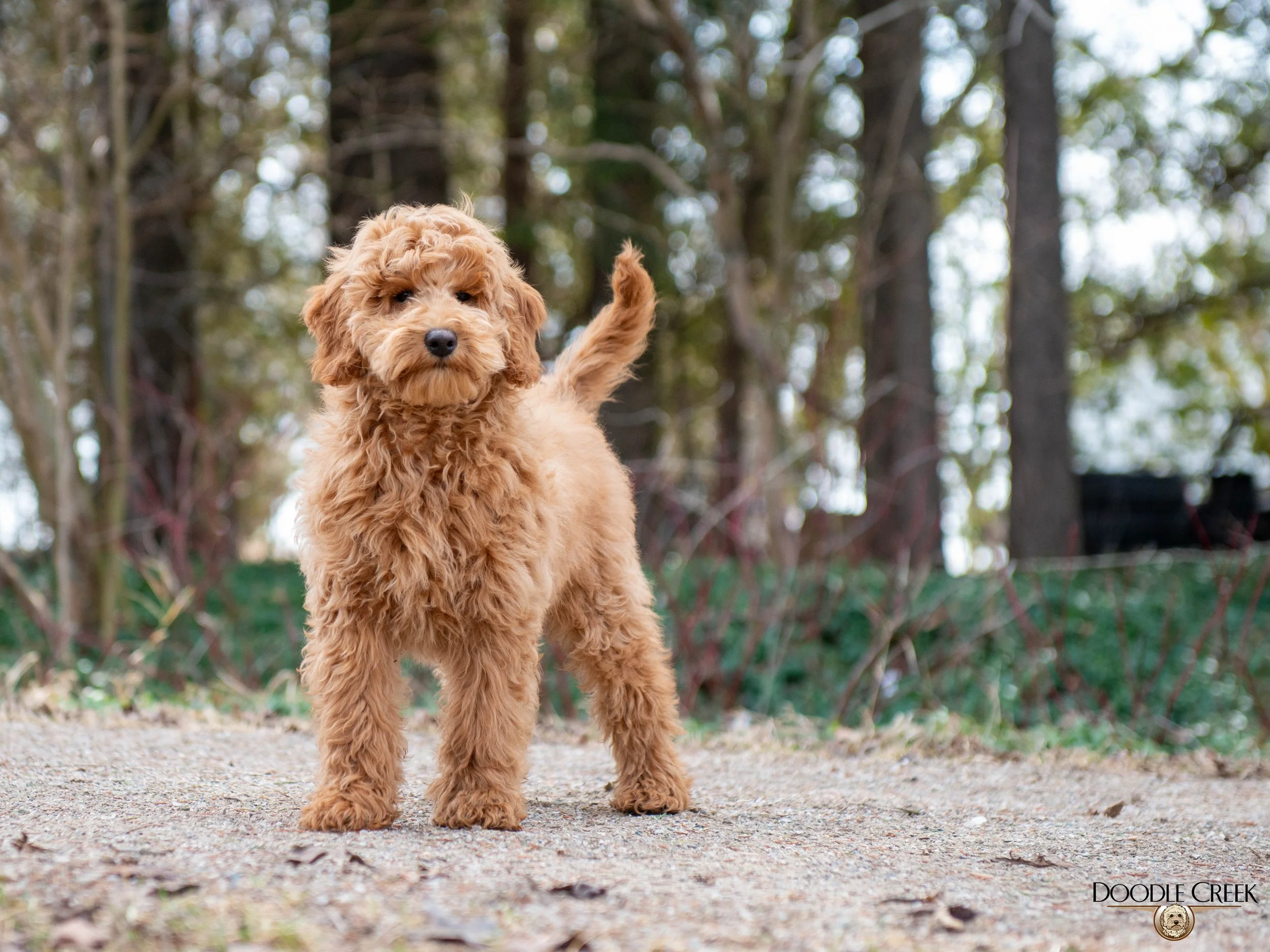 Older English Goldendoodle Puppies Available — Doodle Creek