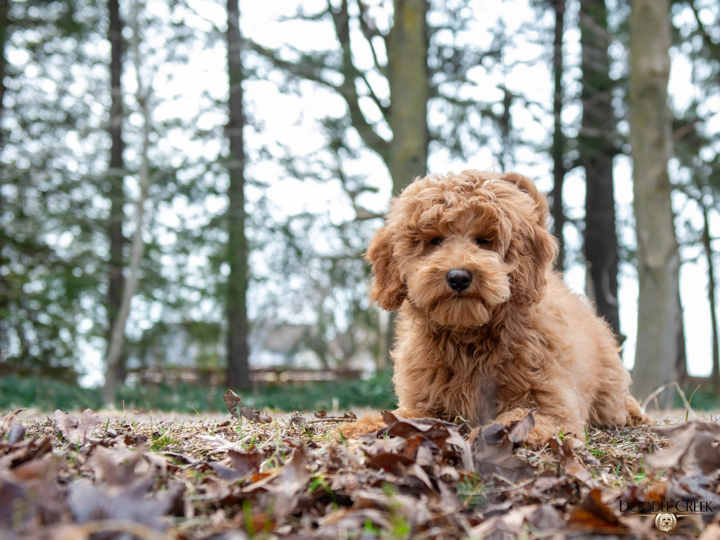 Older English Goldendoodle Puppies Available — Doodle Creek