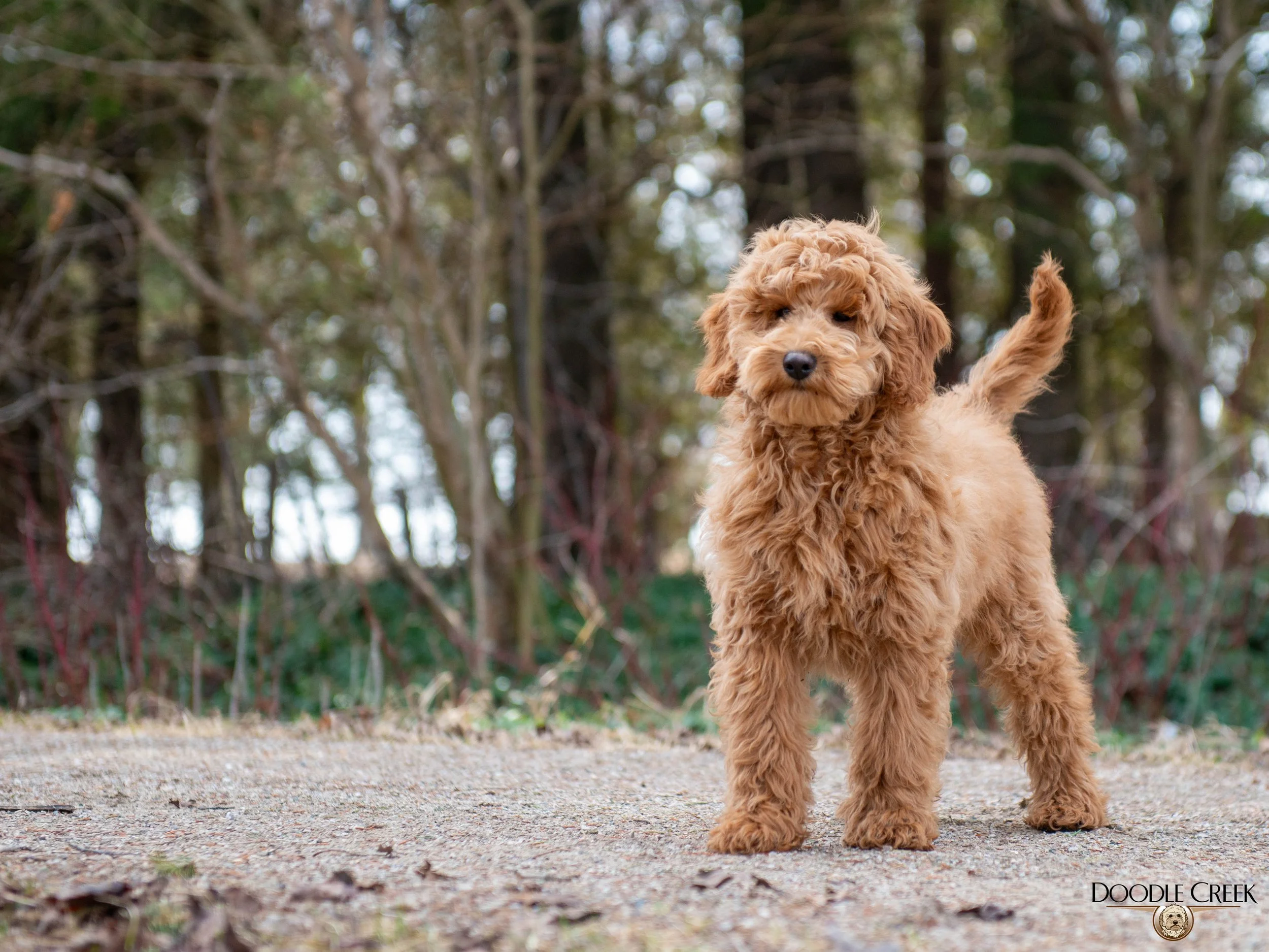 Older English Goldendoodle Puppies Available — Doodle Creek