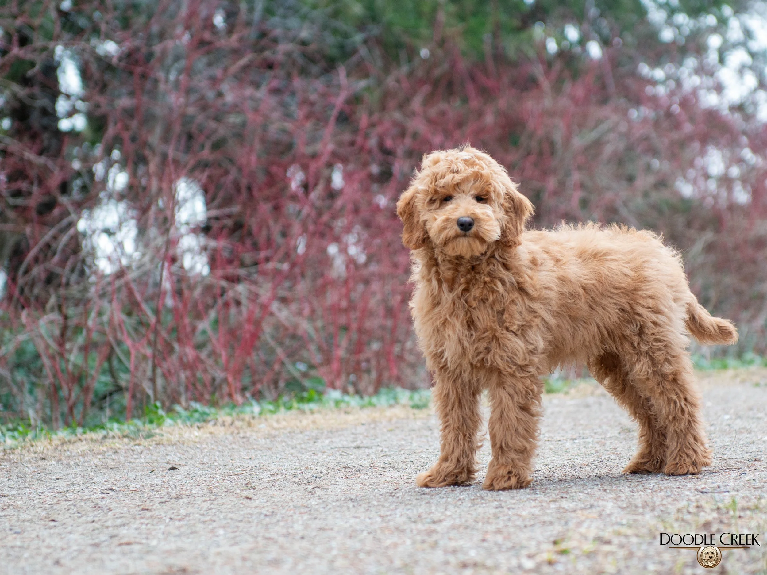 Older English Goldendoodle Puppies Available — Doodle Creek