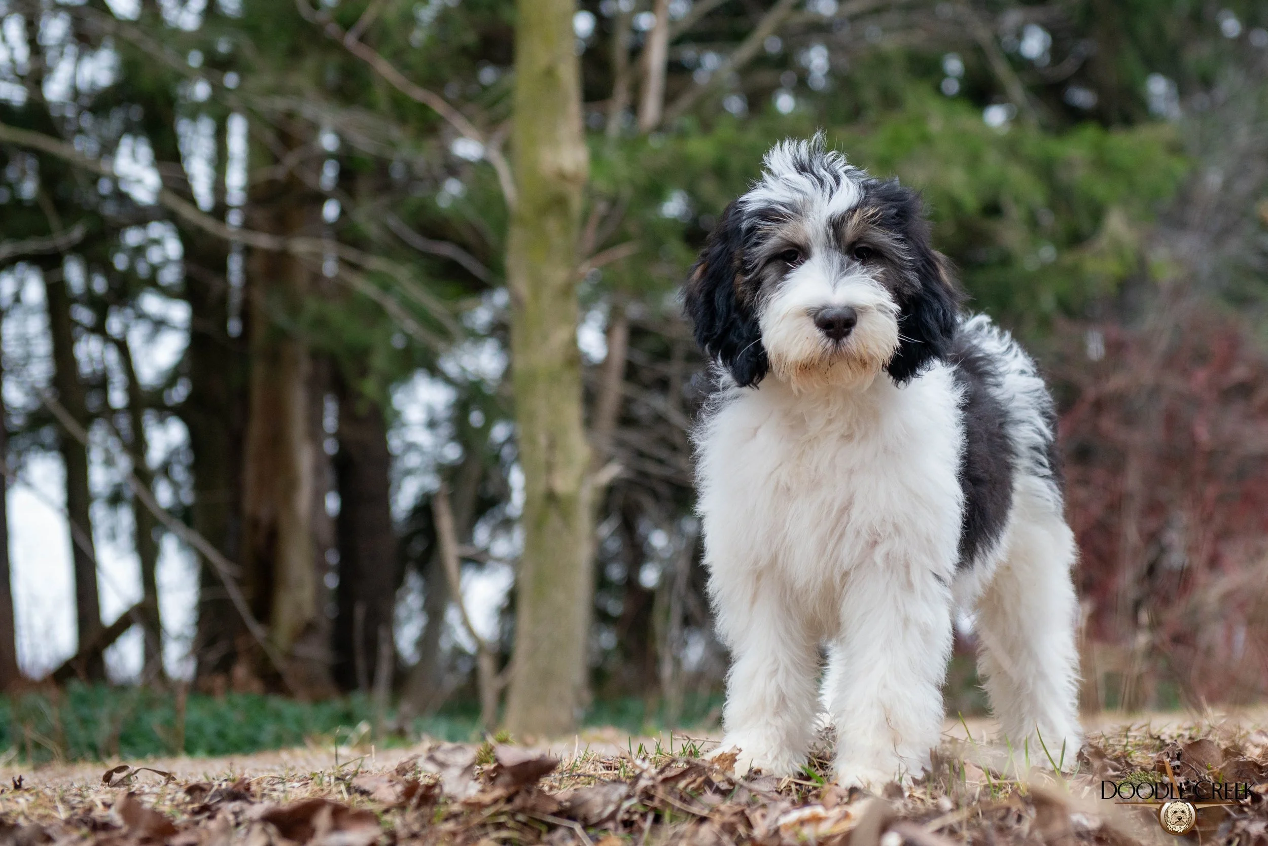 Older English Goldendoodle Puppies Available — Doodle Creek