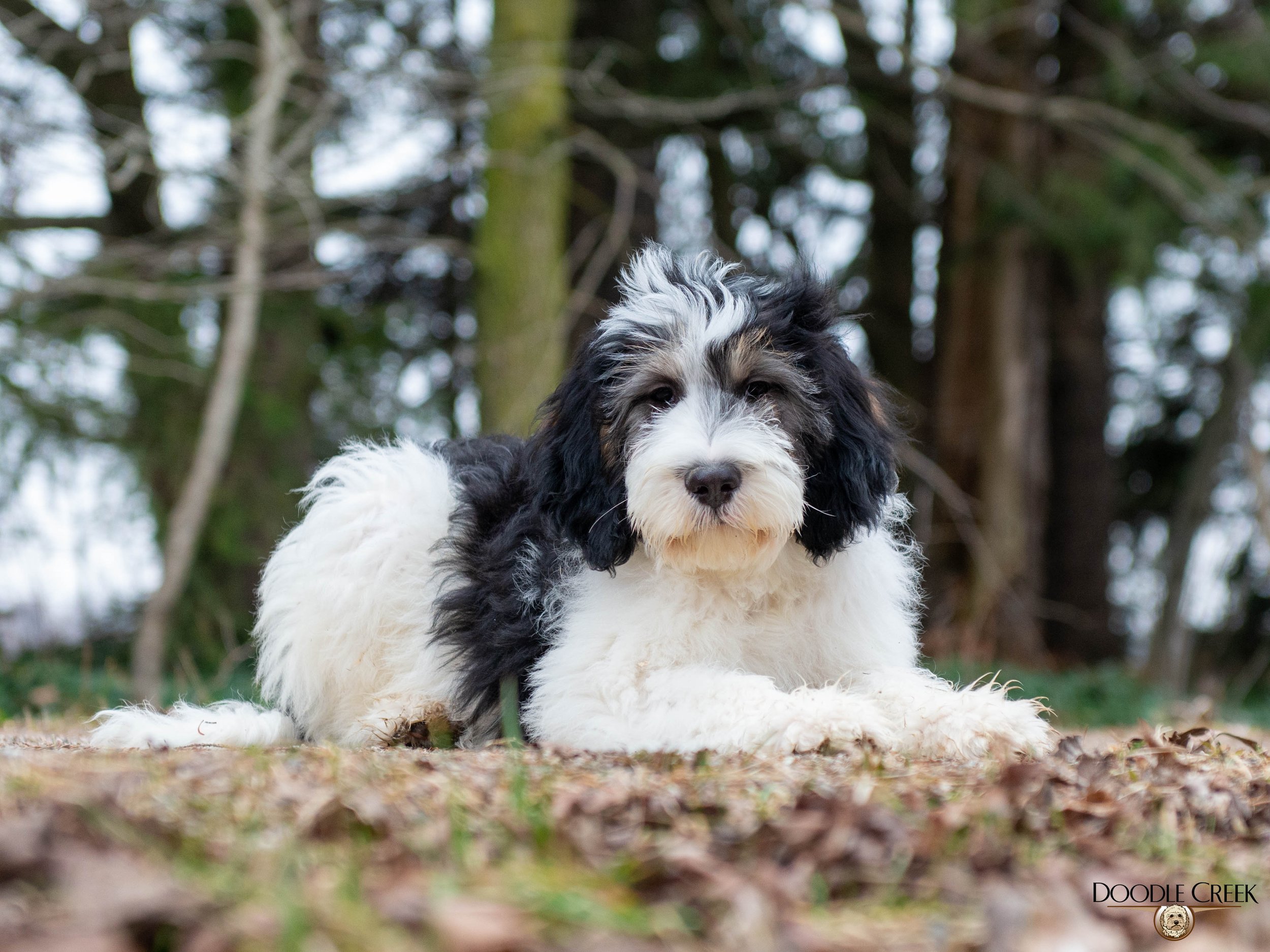 Older English Goldendoodle Puppies Available — Doodle Creek
