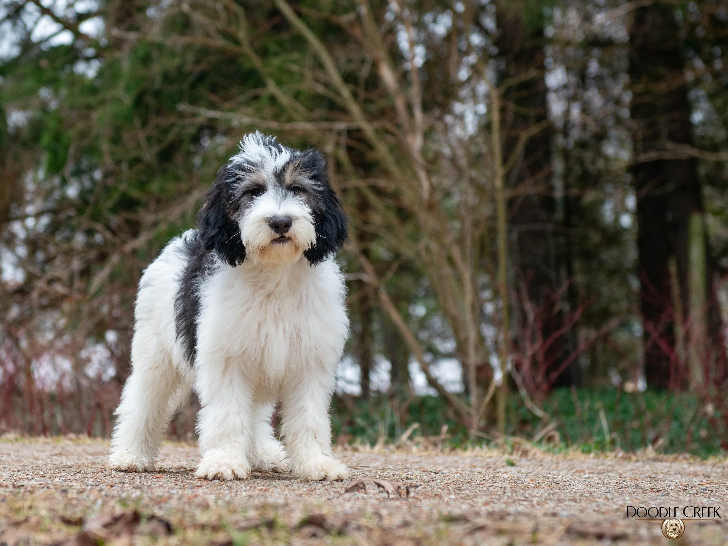 Older English Goldendoodle Puppies Available — Doodle Creek