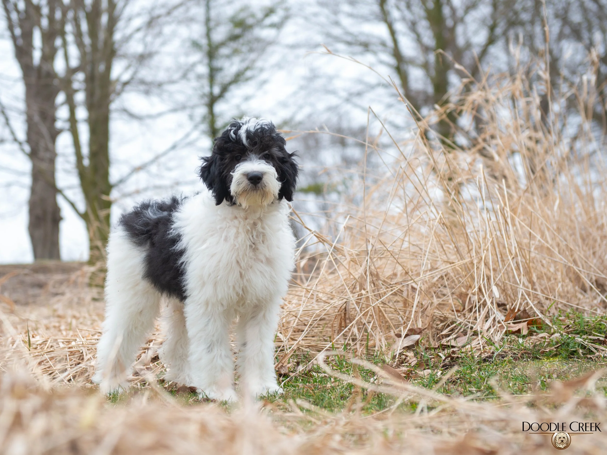 Older English Goldendoodle Puppies Available — Doodle Creek