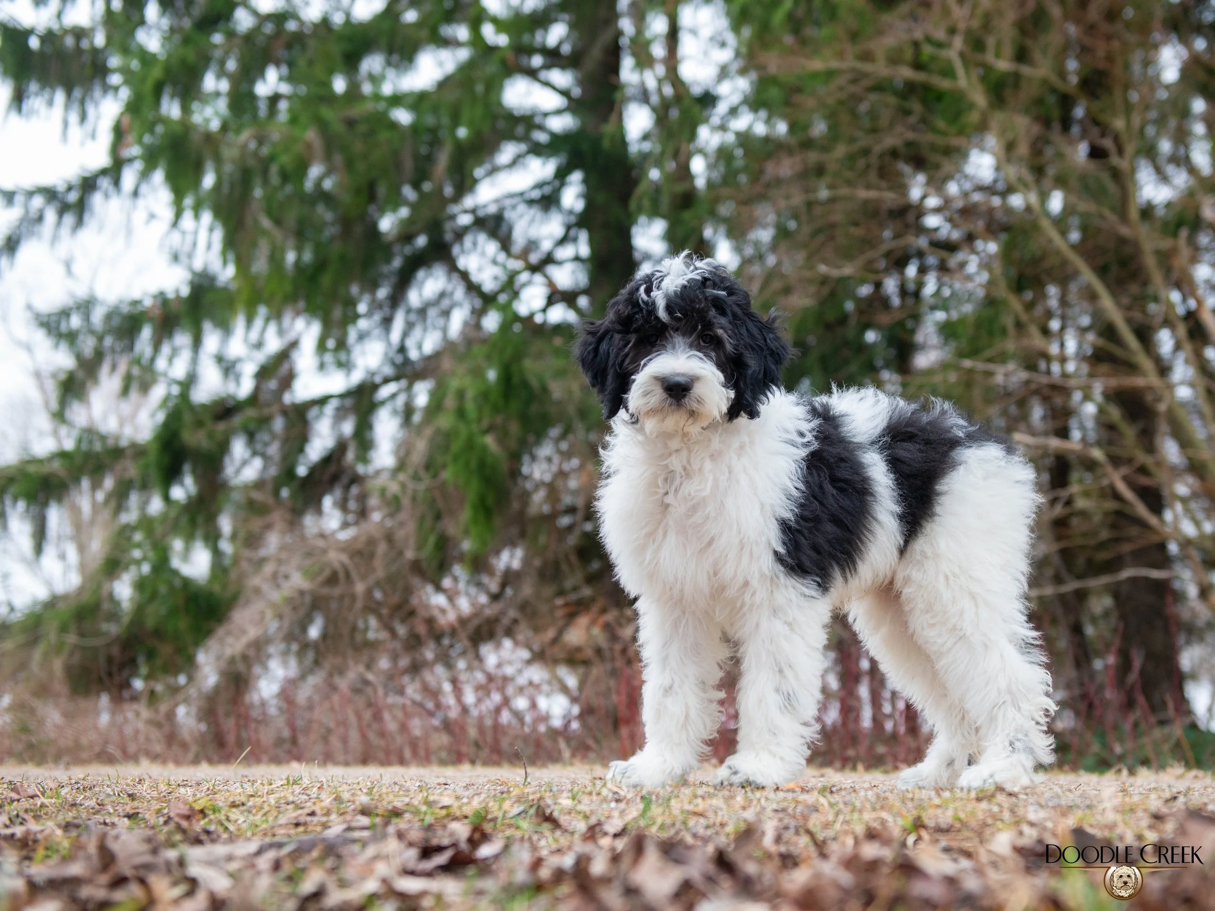 Older English Goldendoodle Puppies Available — Doodle Creek