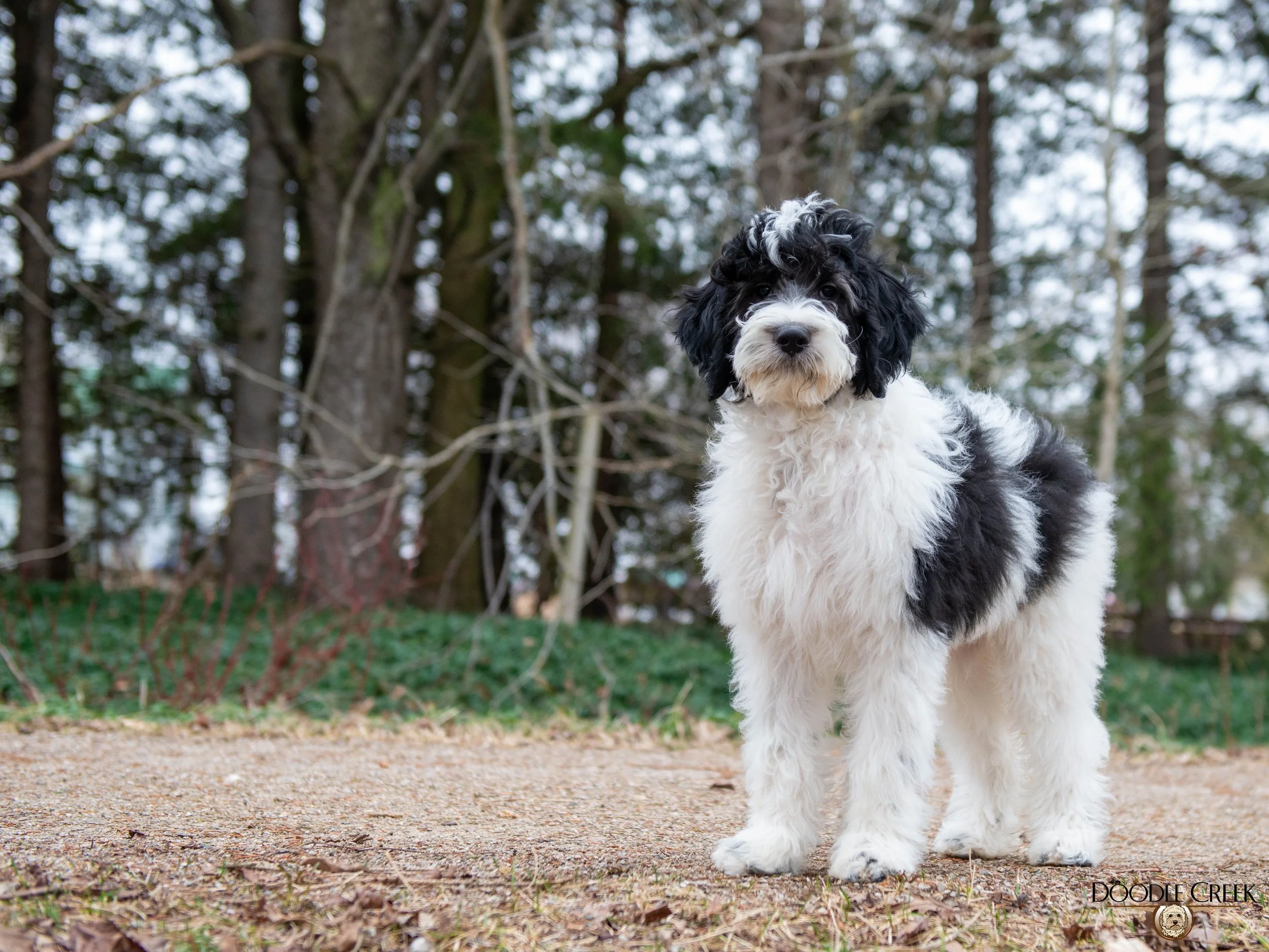 Older English Goldendoodle Puppies Available — Doodle Creek