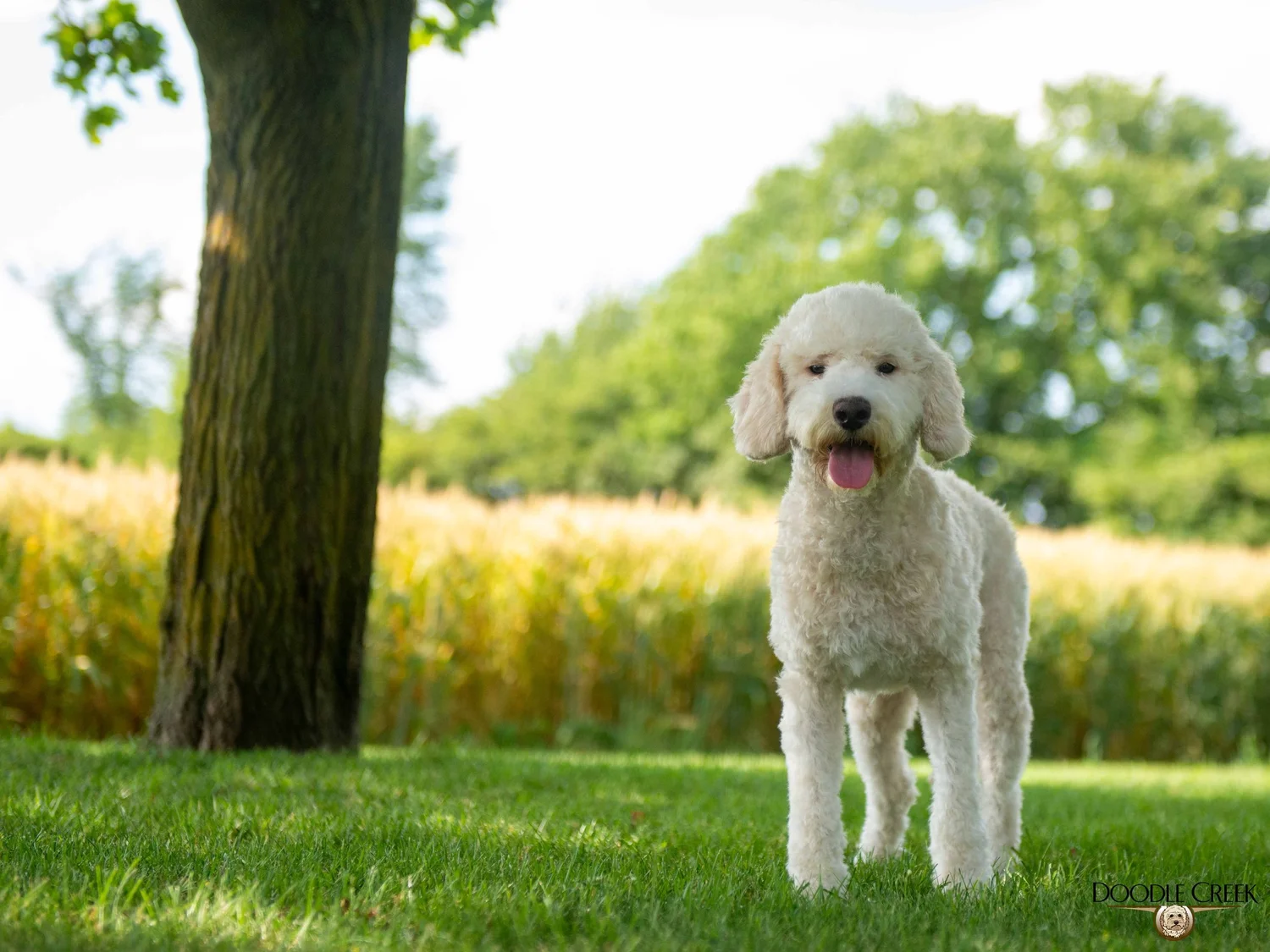 Elantra's Mini Olde English Goldendoodles — Doodle Creek