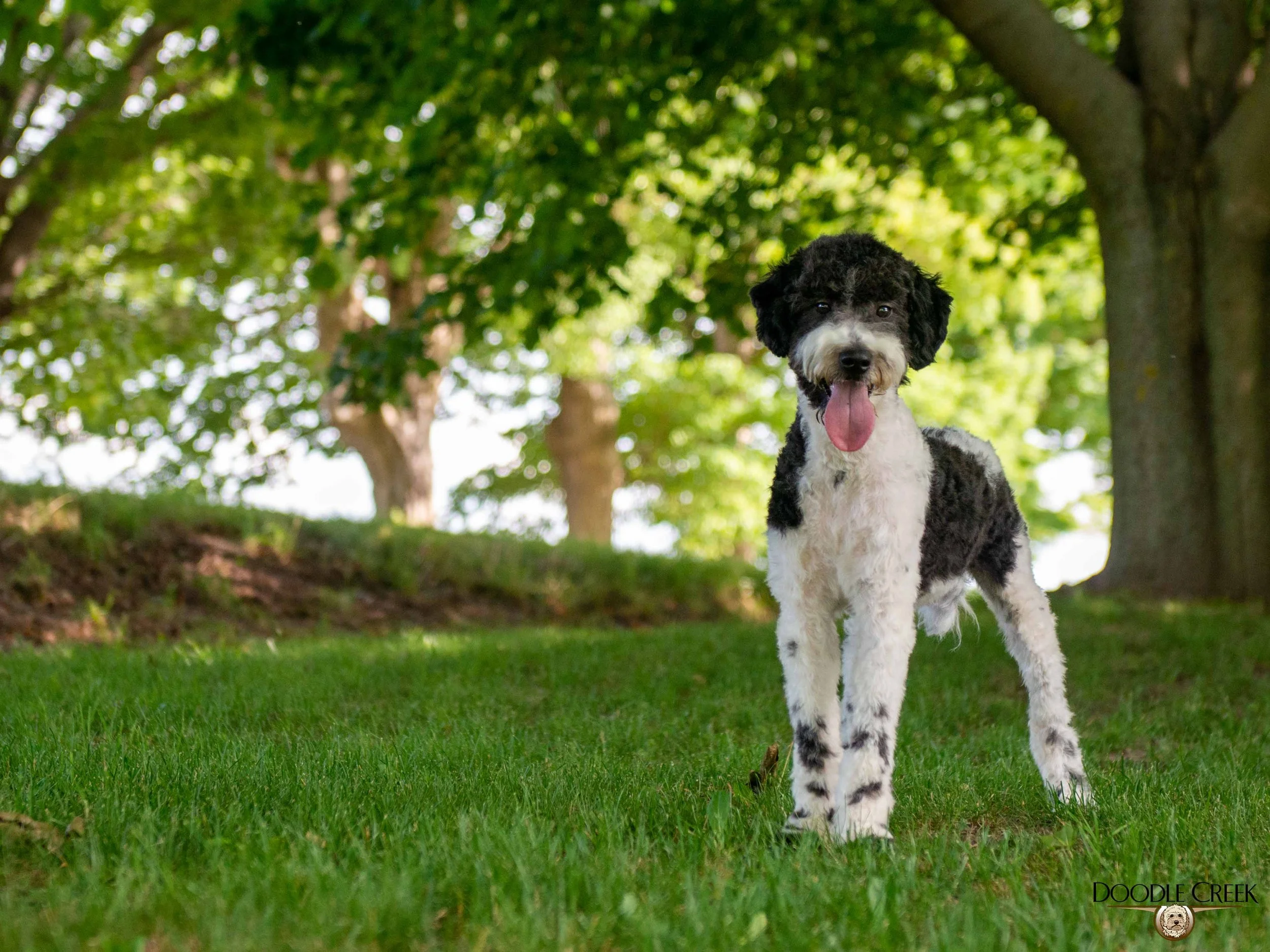 Dudley - F1bb Mini Goldendoodle for sale Ontario — Doodle Creek