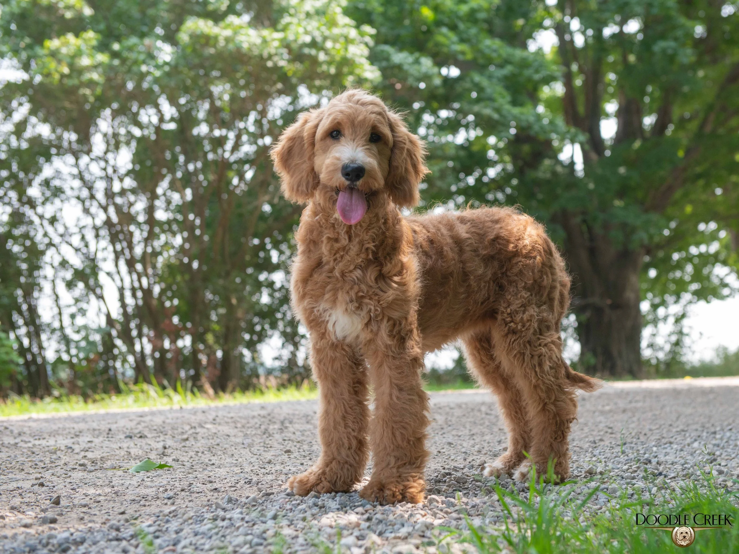 Honey's F1b Standard English Goldendoodles — Doodle Creek
