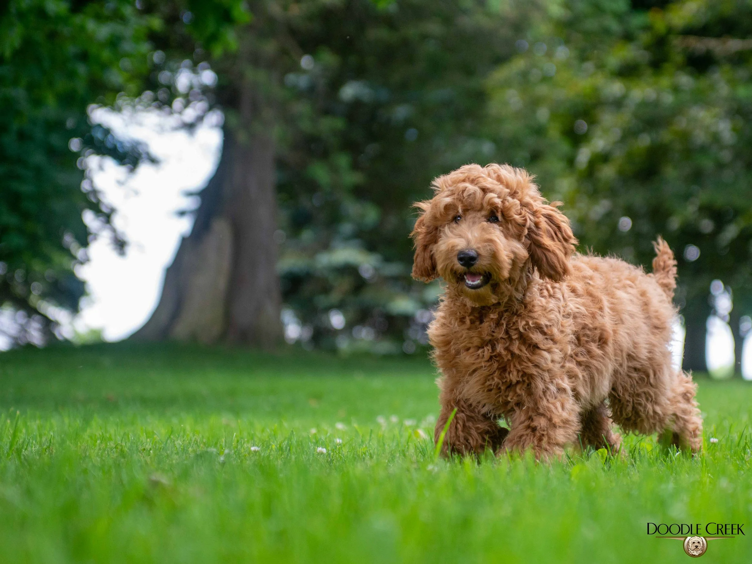 Older English Goldendoodle Puppies Available — Doodle Creek