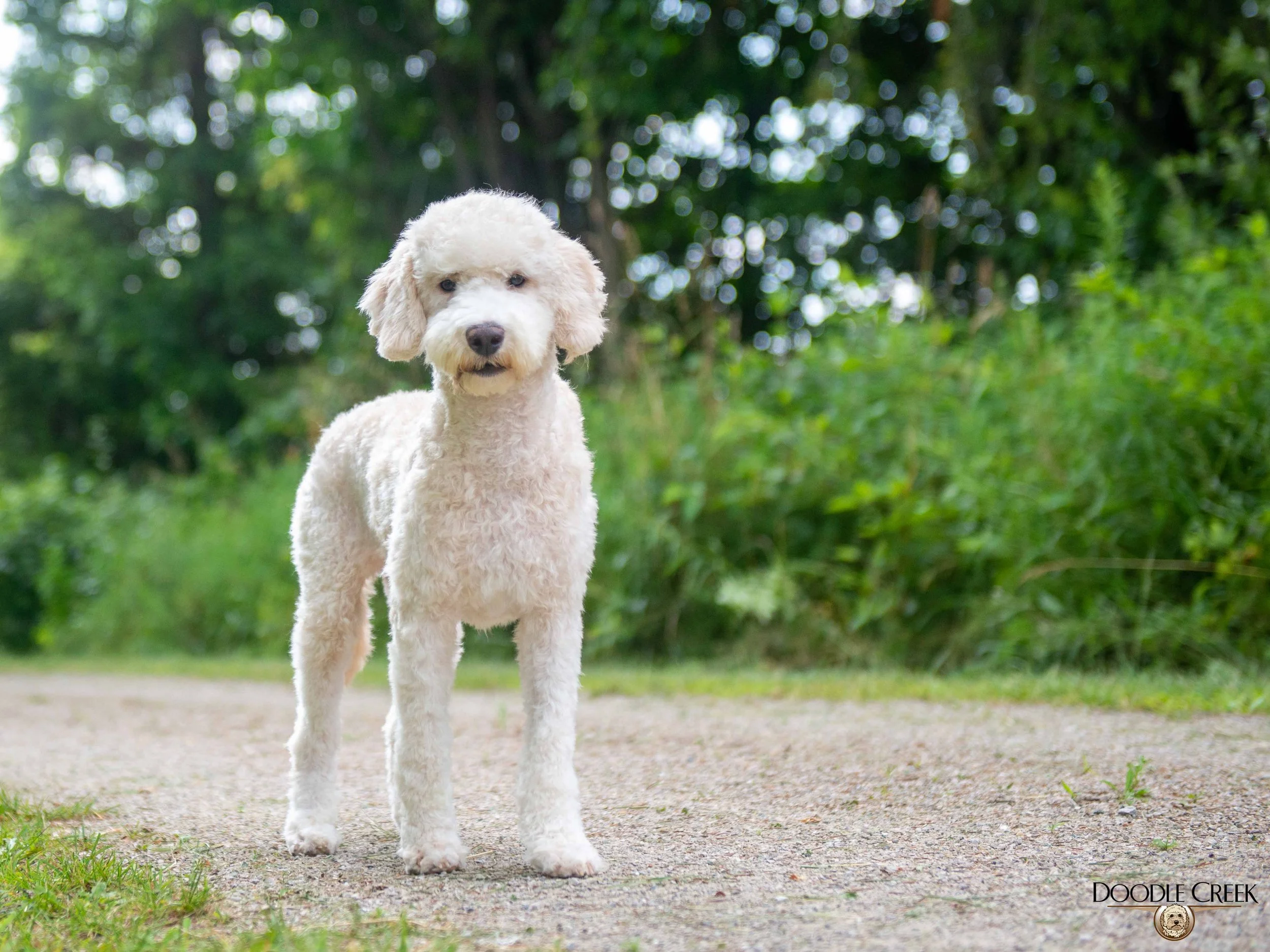 Older English Goldendoodle Puppies Available — Doodle Creek