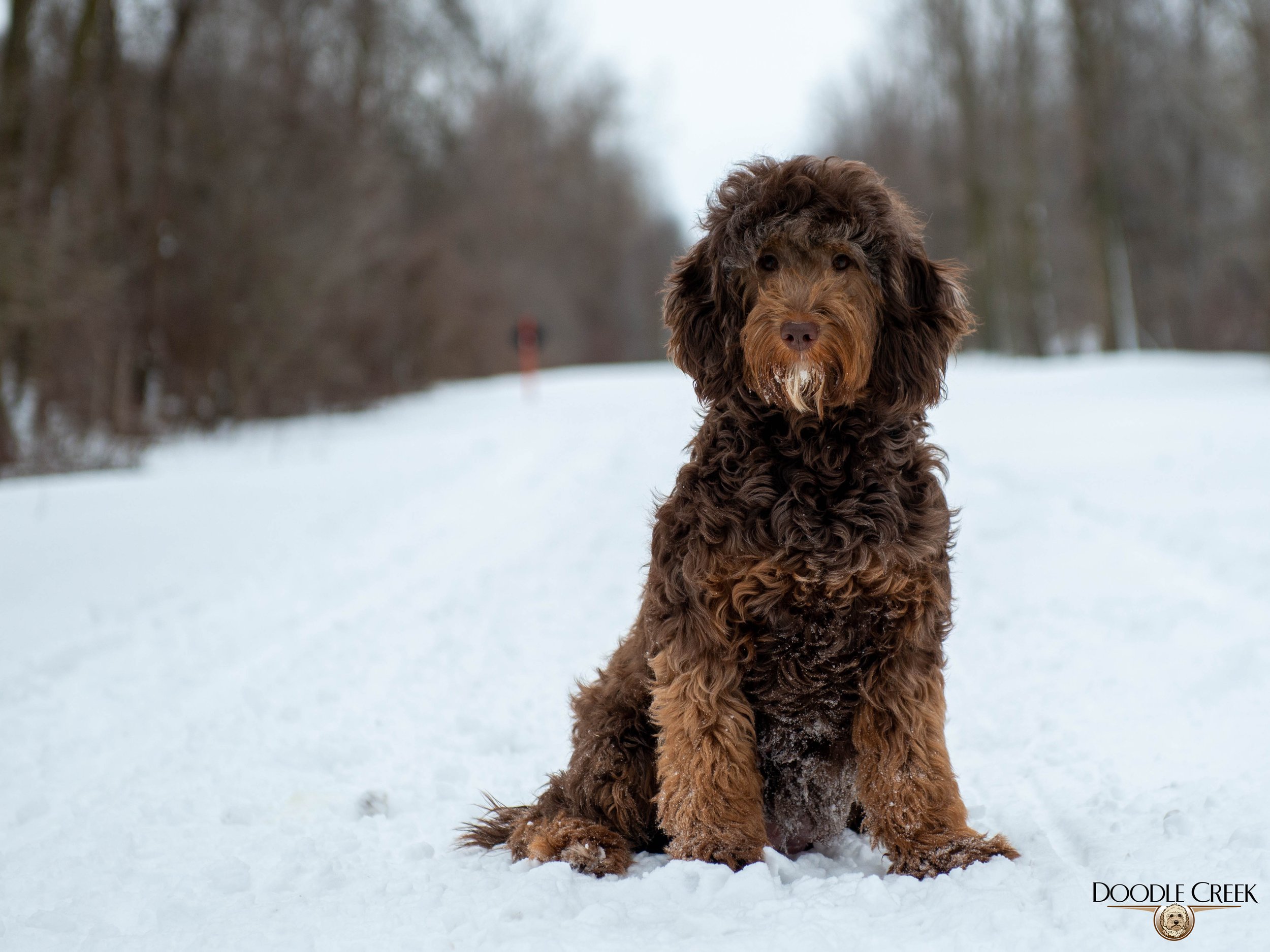 Nikita — Doodle Creek