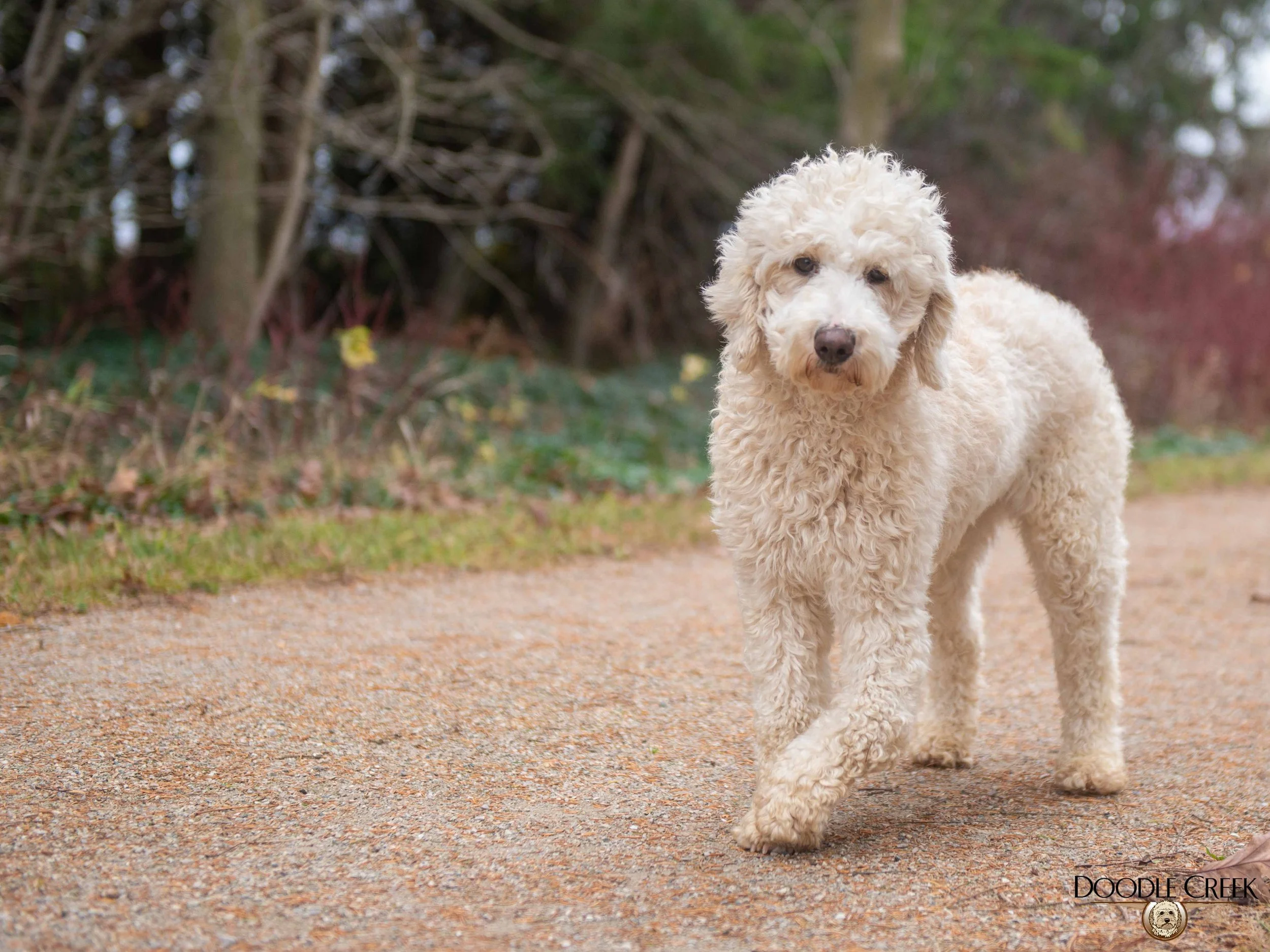 Older English Goldendoodle Puppies Available — Doodle Creek
