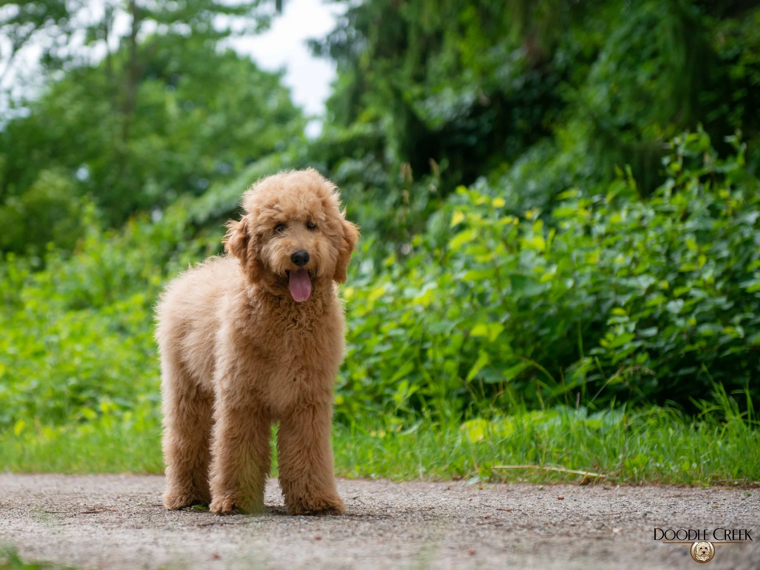 Older English Goldendoodle Puppies Available — Doodle Creek