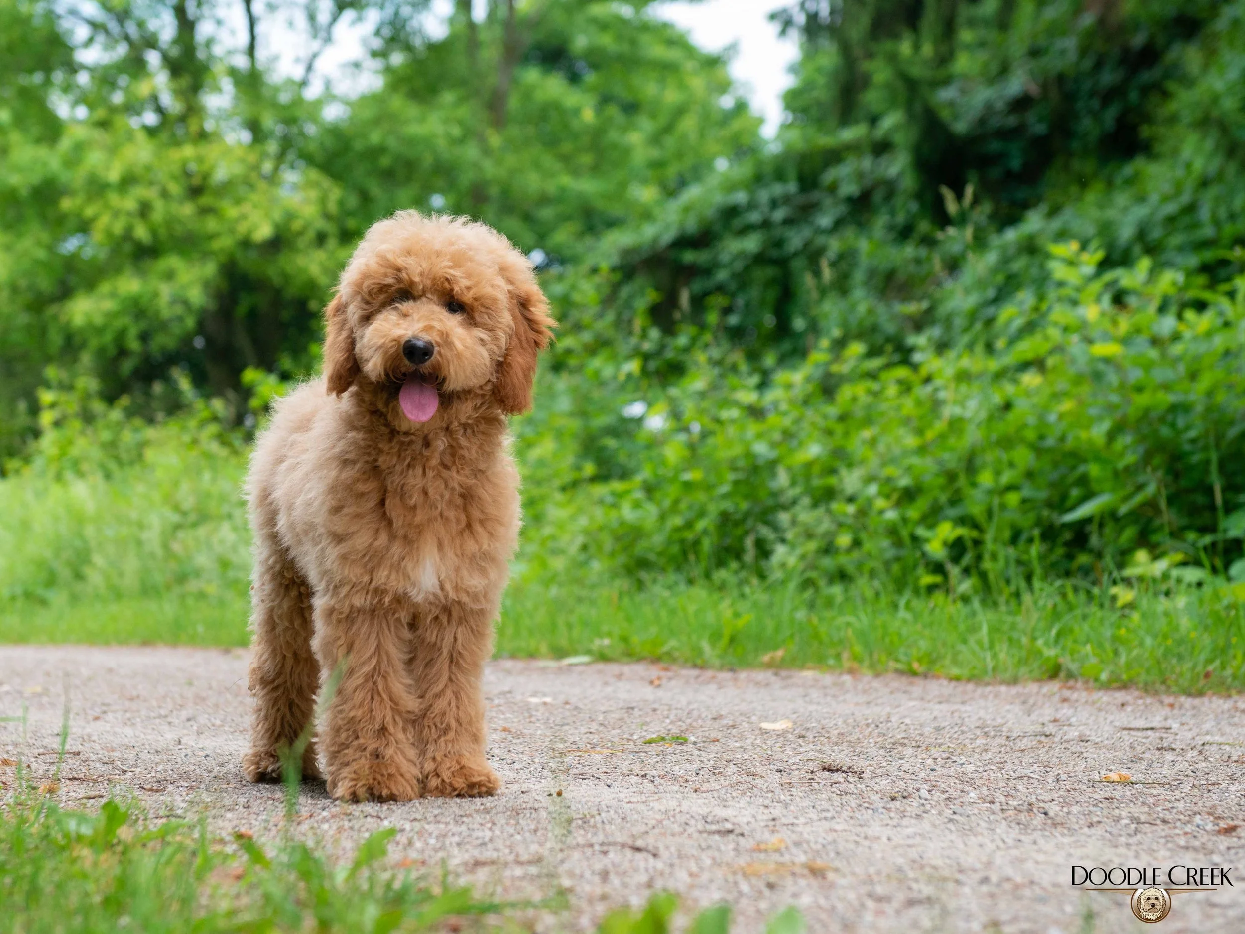 Older English Goldendoodle Puppies Available — Doodle Creek
