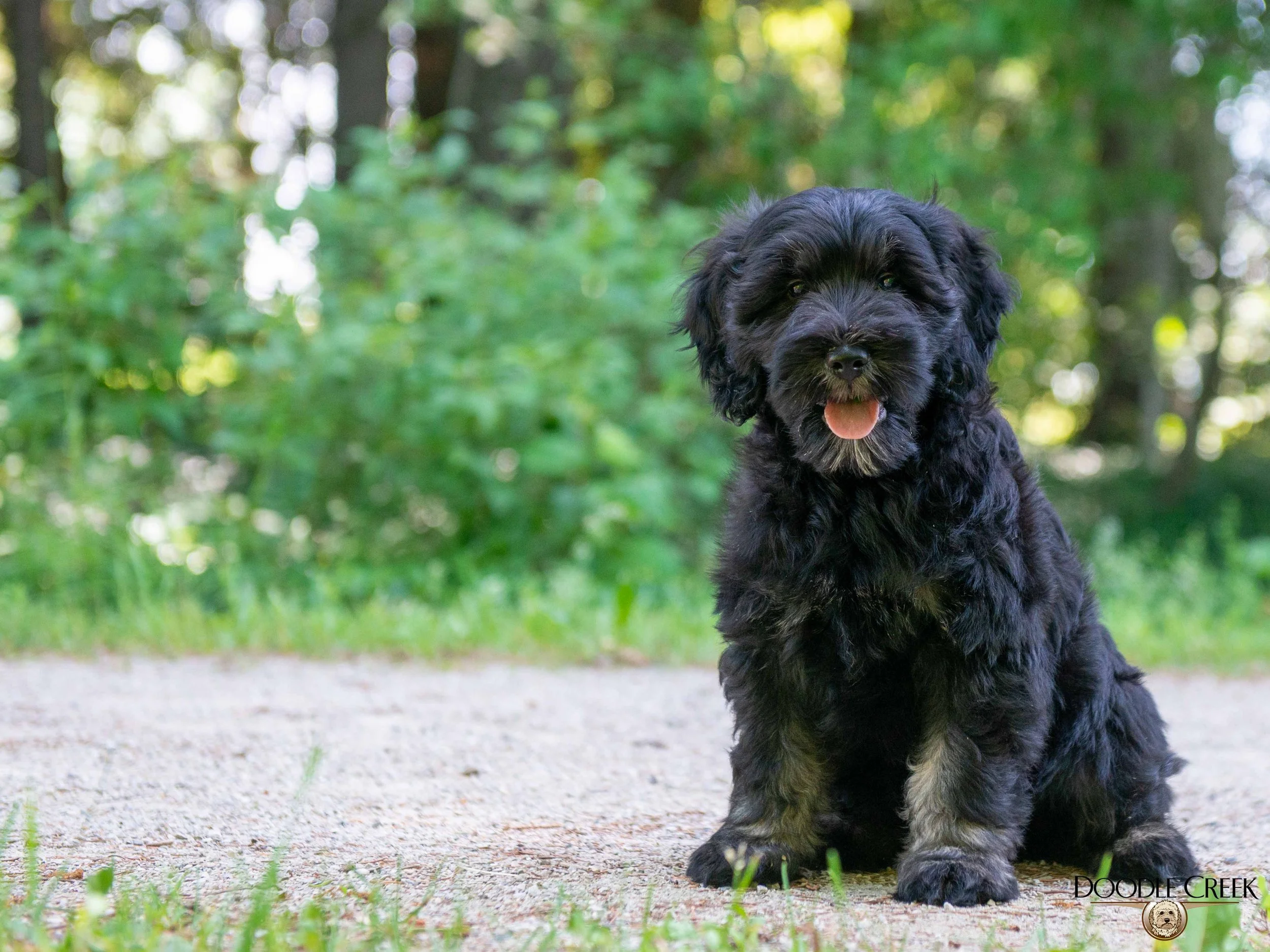 Older English Goldendoodle Puppies Available — Doodle Creek
