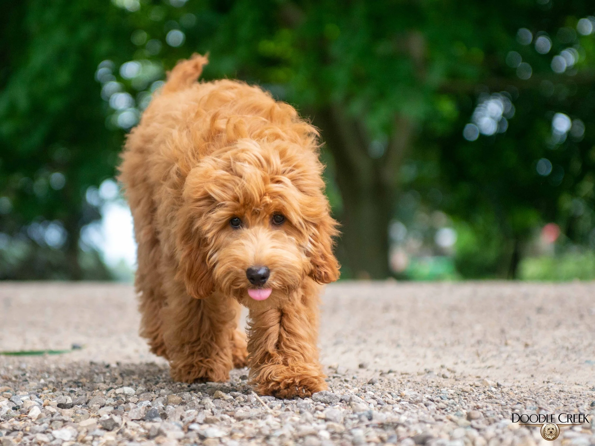 Older English Goldendoodle Puppies Available — Doodle Creek