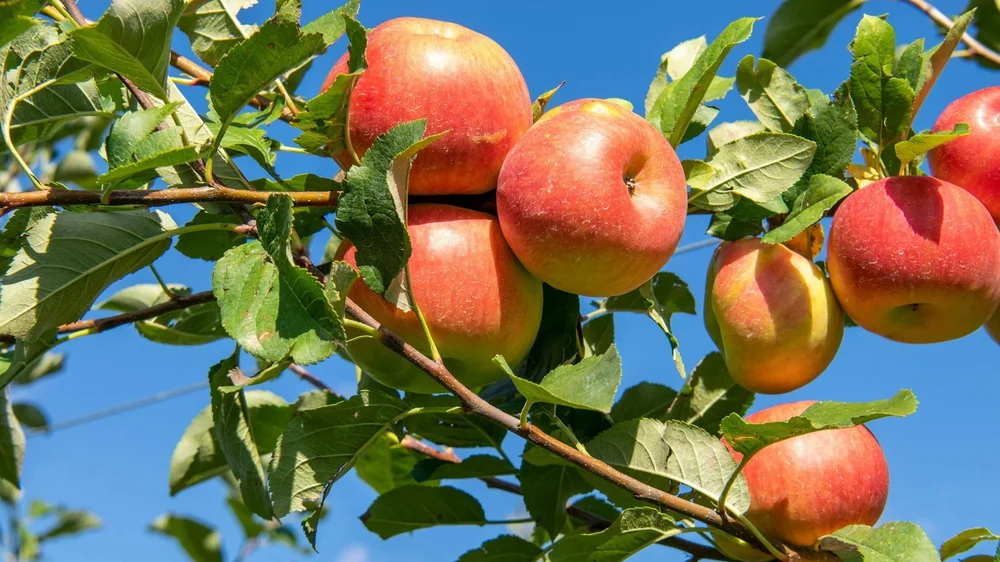 Apple Tree Genetics Explained: Why Apple Seeds Don’t Grow True & How ...