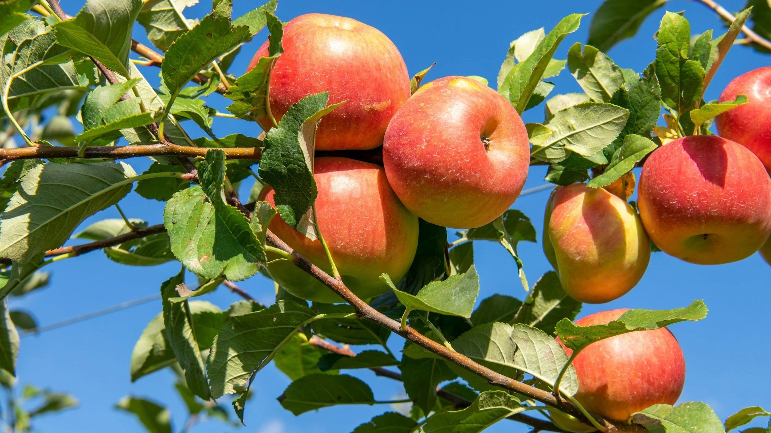 Apple Tree Genetics Explained: Why Apple Seeds Don’t Grow True & How ...