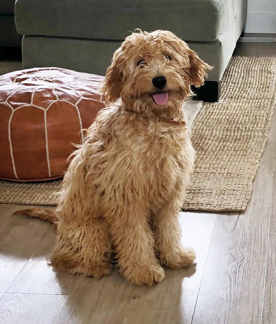What Is A Standard F1 Goldendoodle