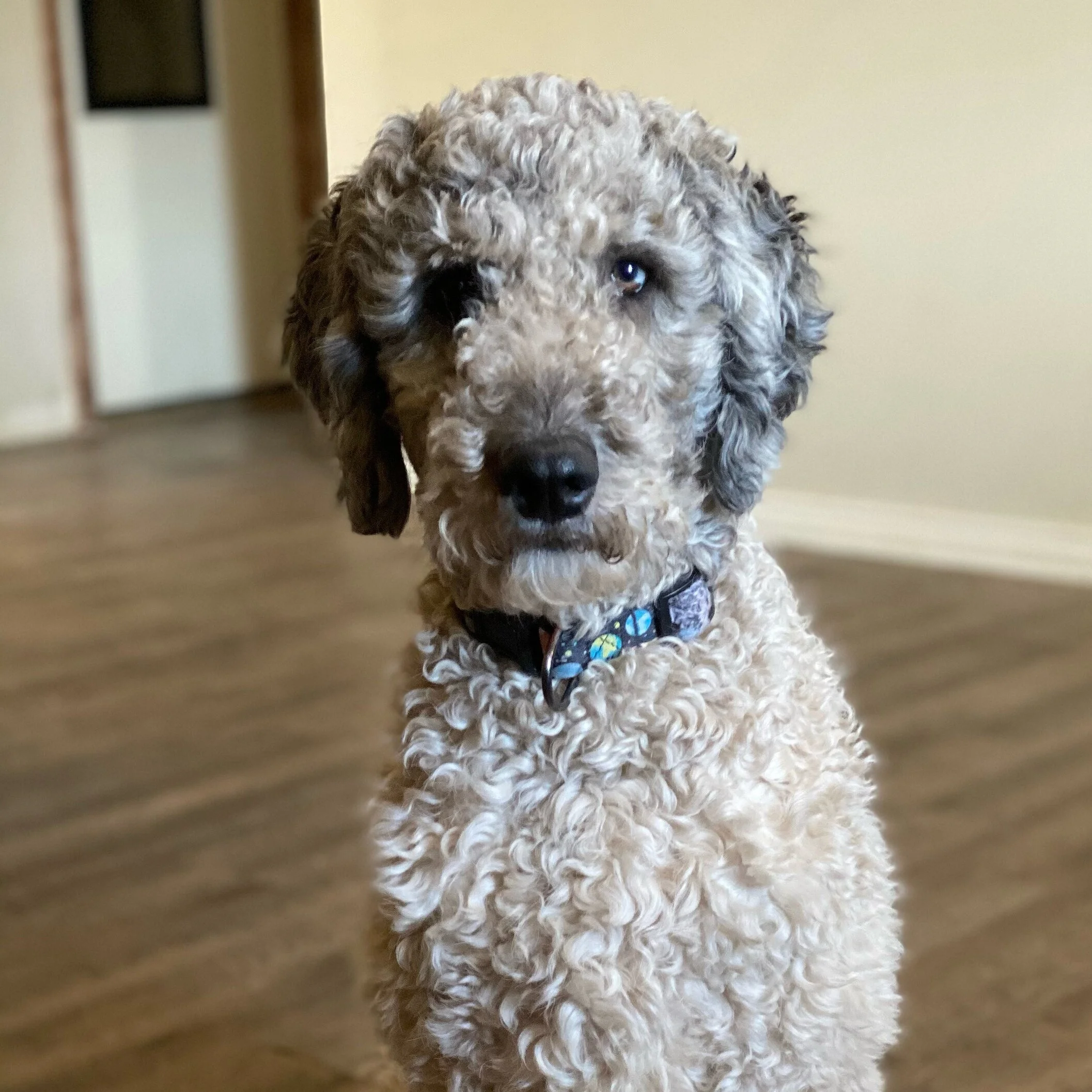 Bernedoodle Litters Available | Northridge Doodles