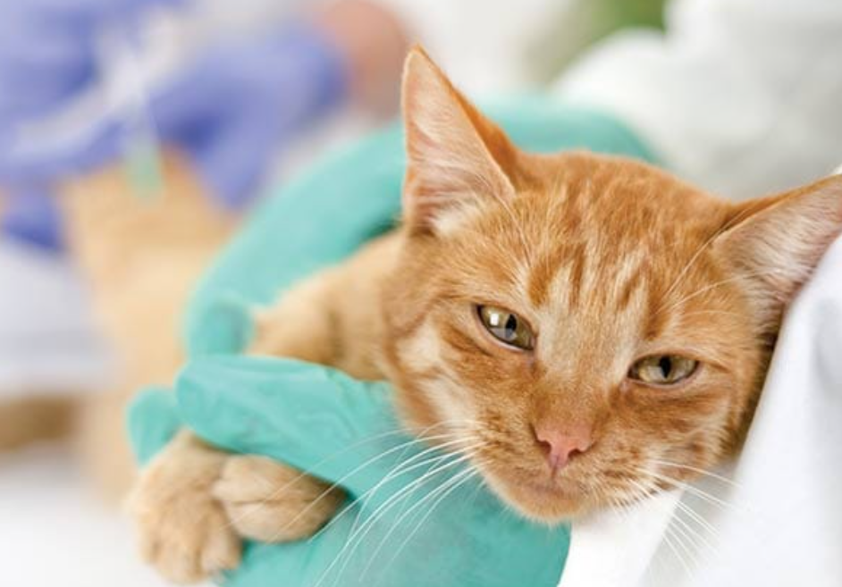 WHAT IS FIP IN CATS Saving Orphan Souls Rescue