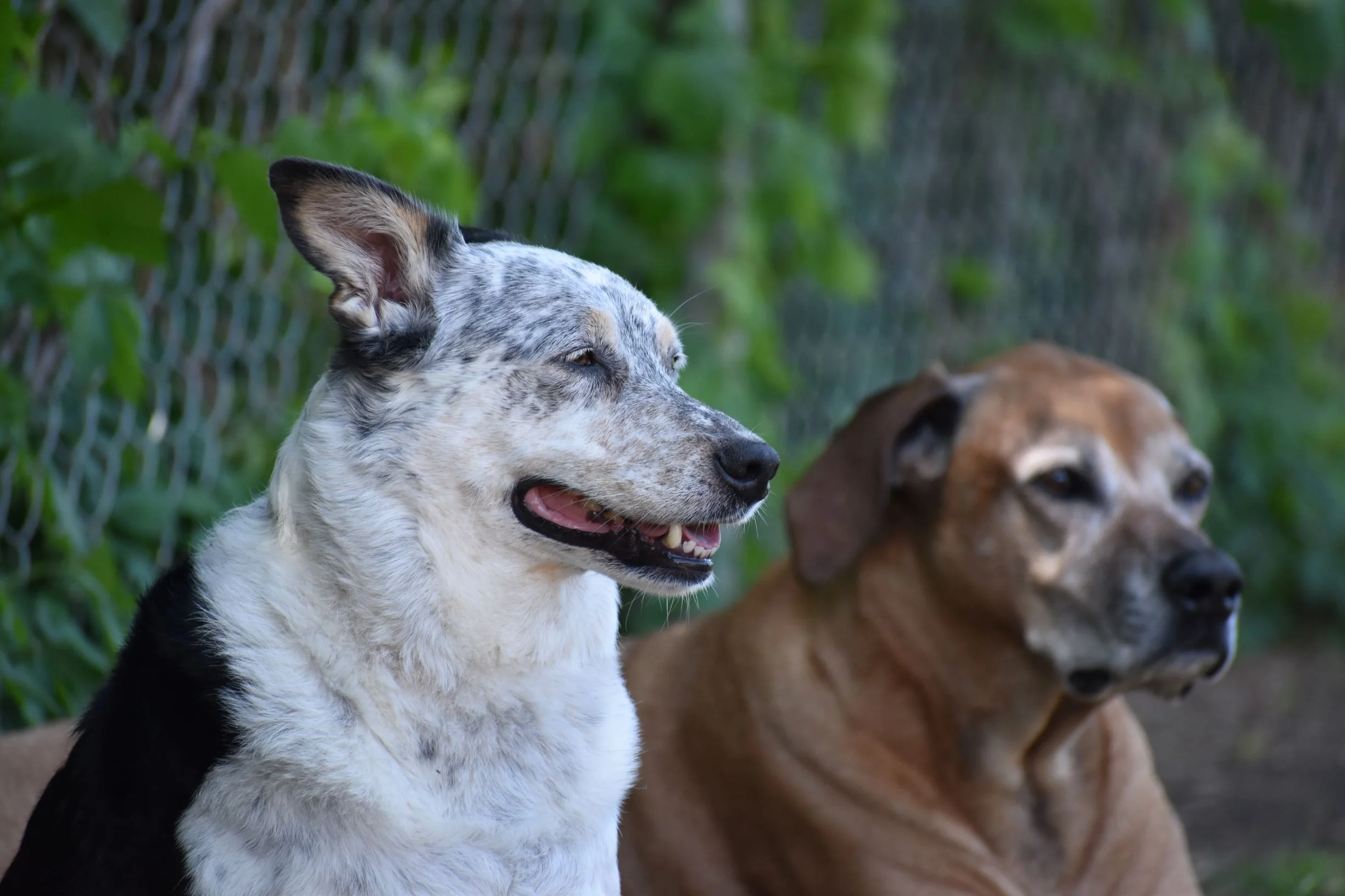 Daycare — Doggie Zen Den
