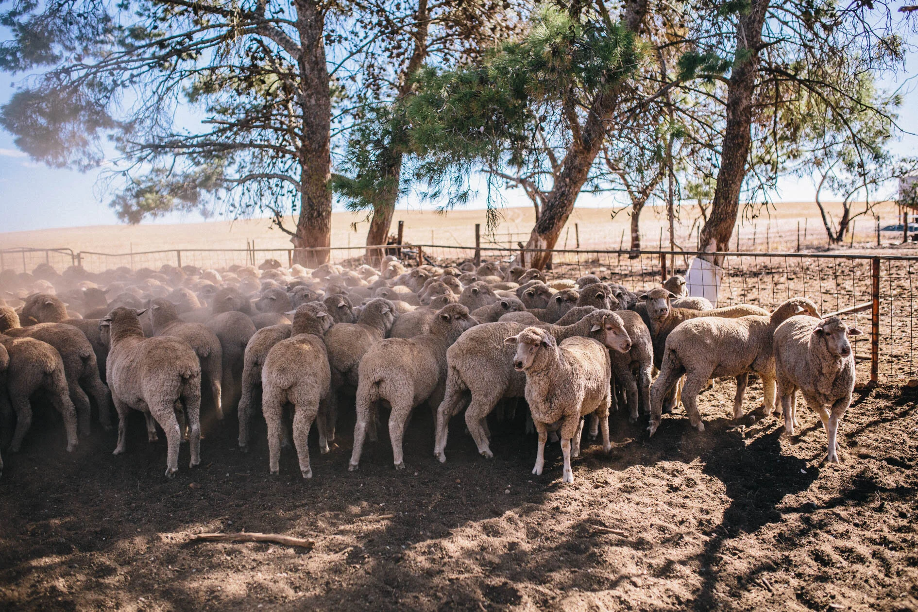Drafting Sheep at Grandpa's — SPARKS FARMING