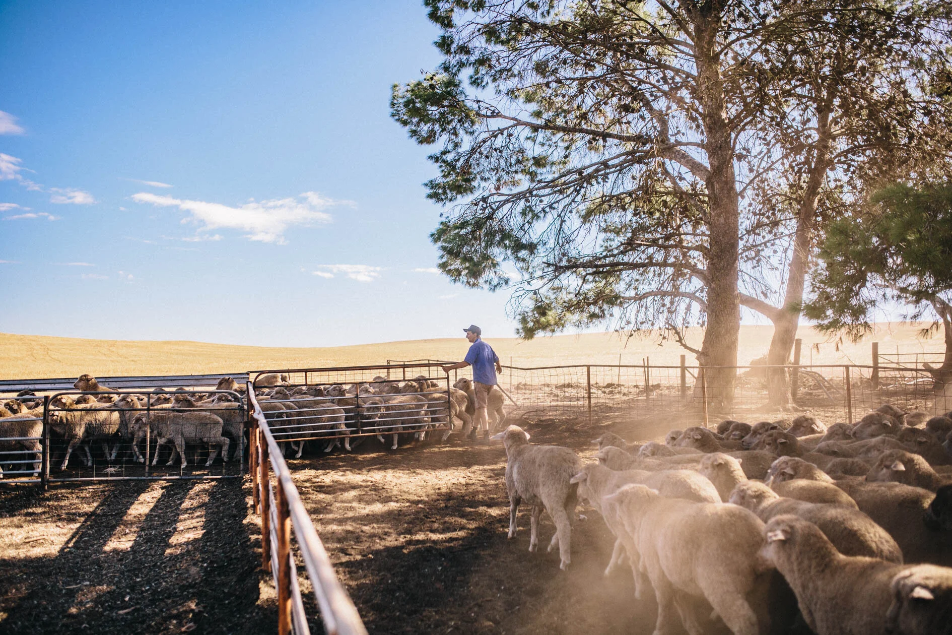 Drafting Sheep at Grandpa's — SPARKS FARMING