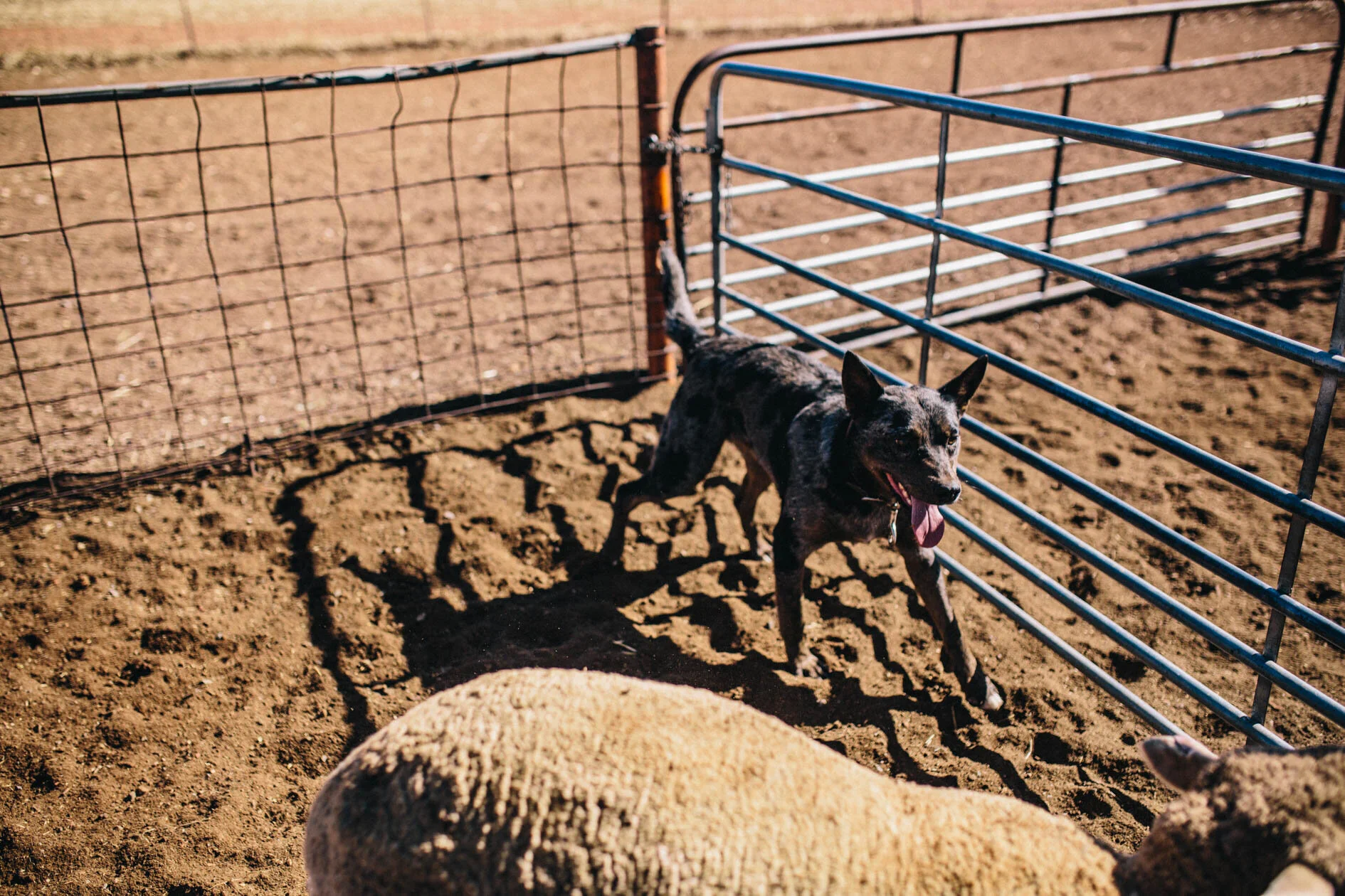 Drafting Sheep at Grandpa's — SPARKS FARMING