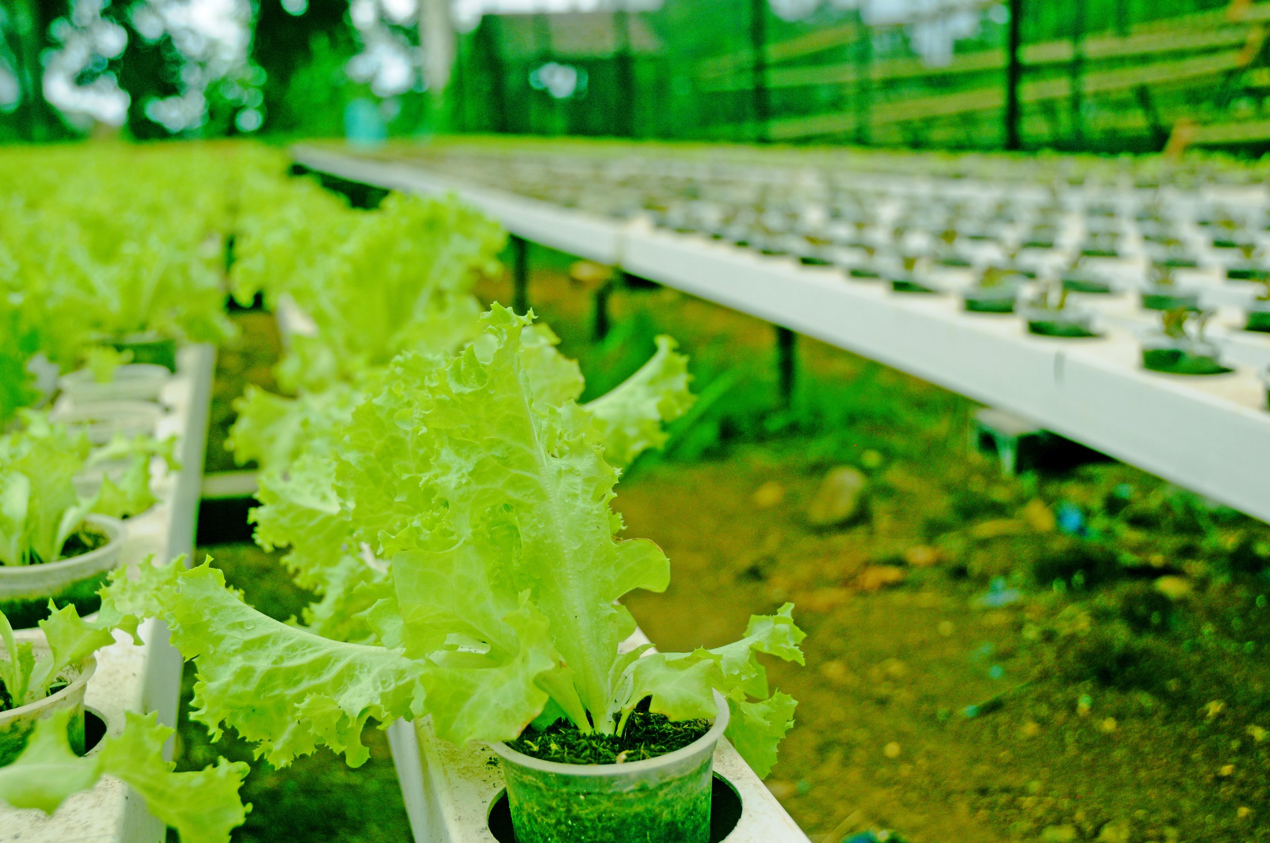 Malagos Garden Resort | Davao Resort