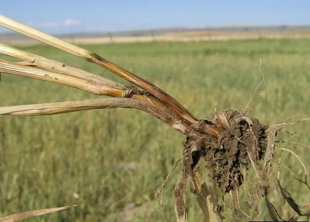 Crown Rot — RMS Agricultural Consultants