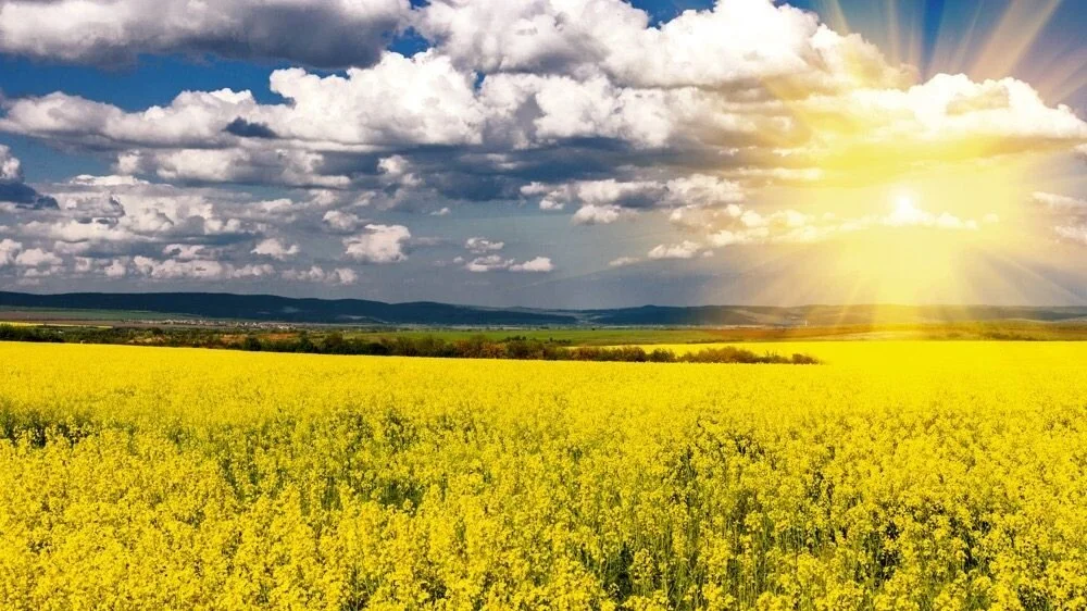 Canola Variety Update (November 2019) — RMS Agricultural Consultants