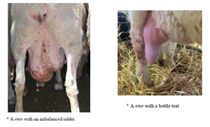 EWE UDDER ASSESSMENTS DRIVE LAMB SURVIVAL — RMS Agricultural Consultants