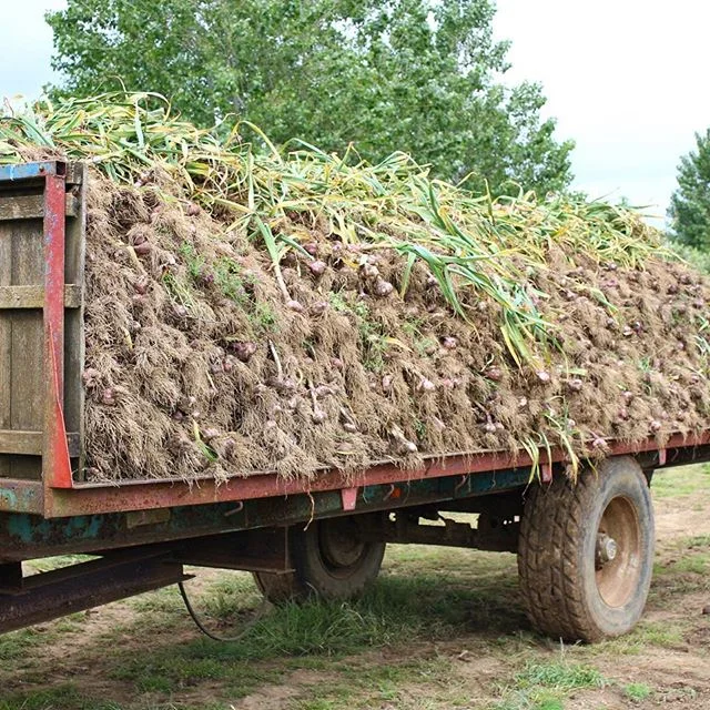 The Garlic Farm — The Isle of Wight Garlic Festival