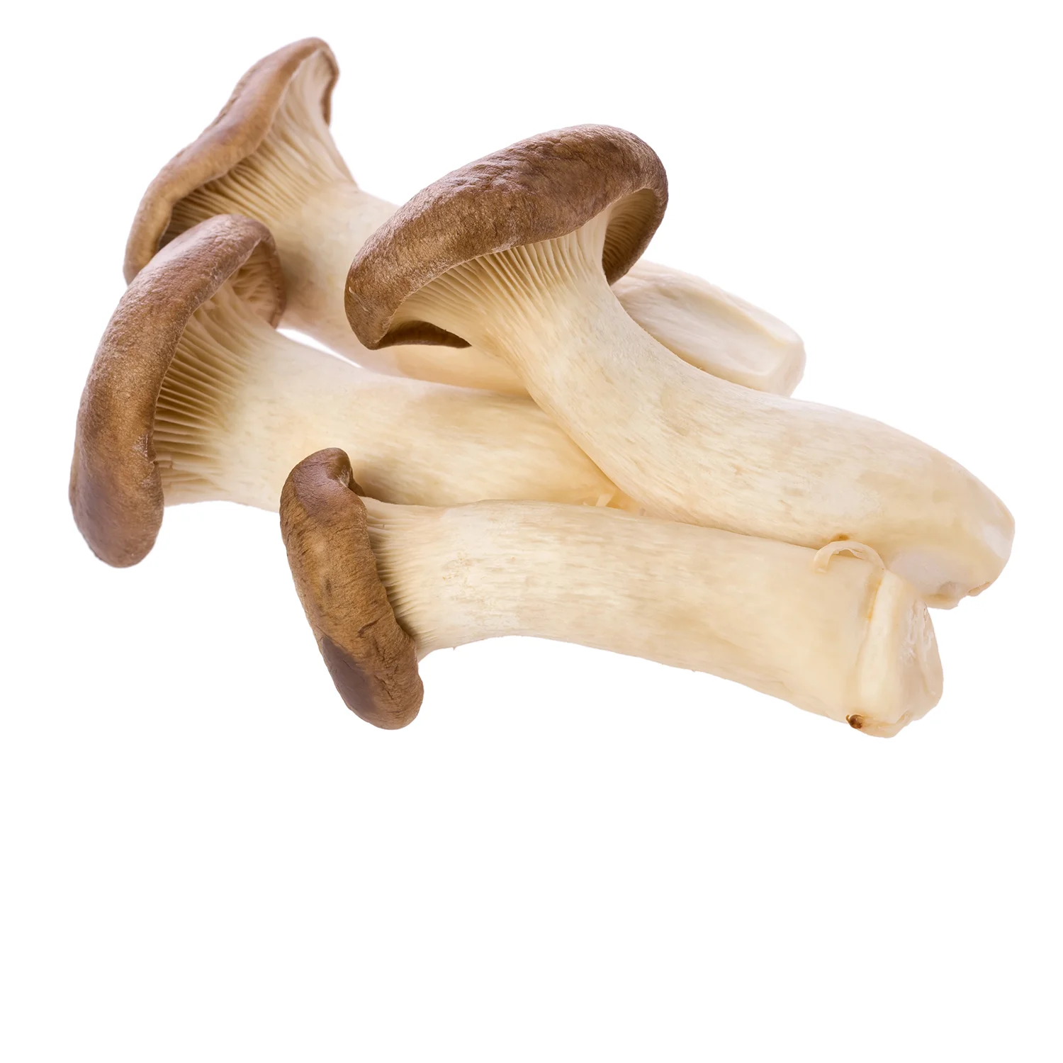 OUR MUSHROOMS — M2 Ingredients