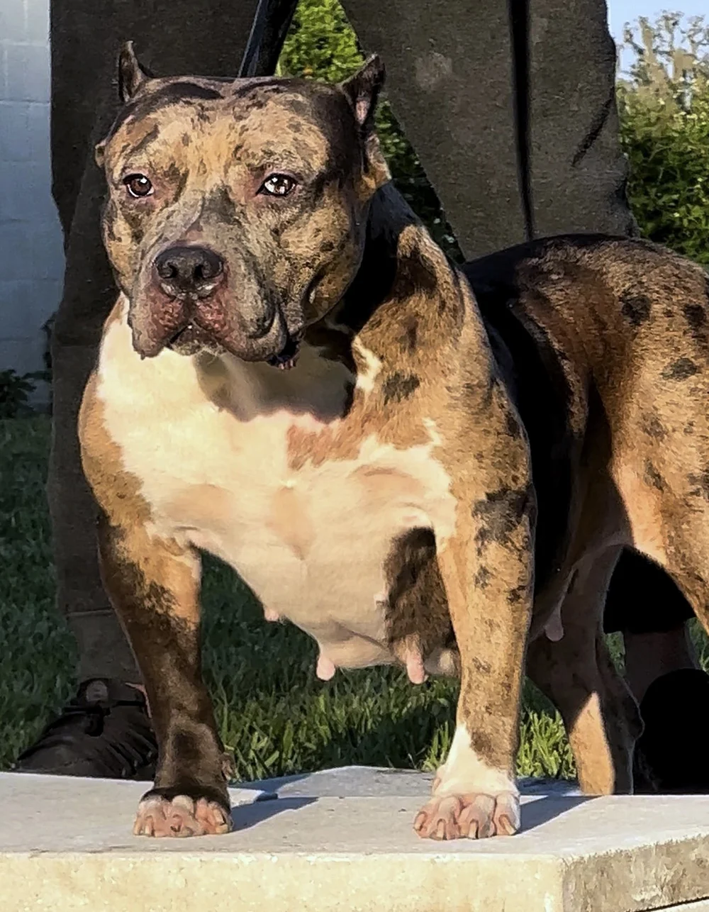 Females — Prestigious Bullies