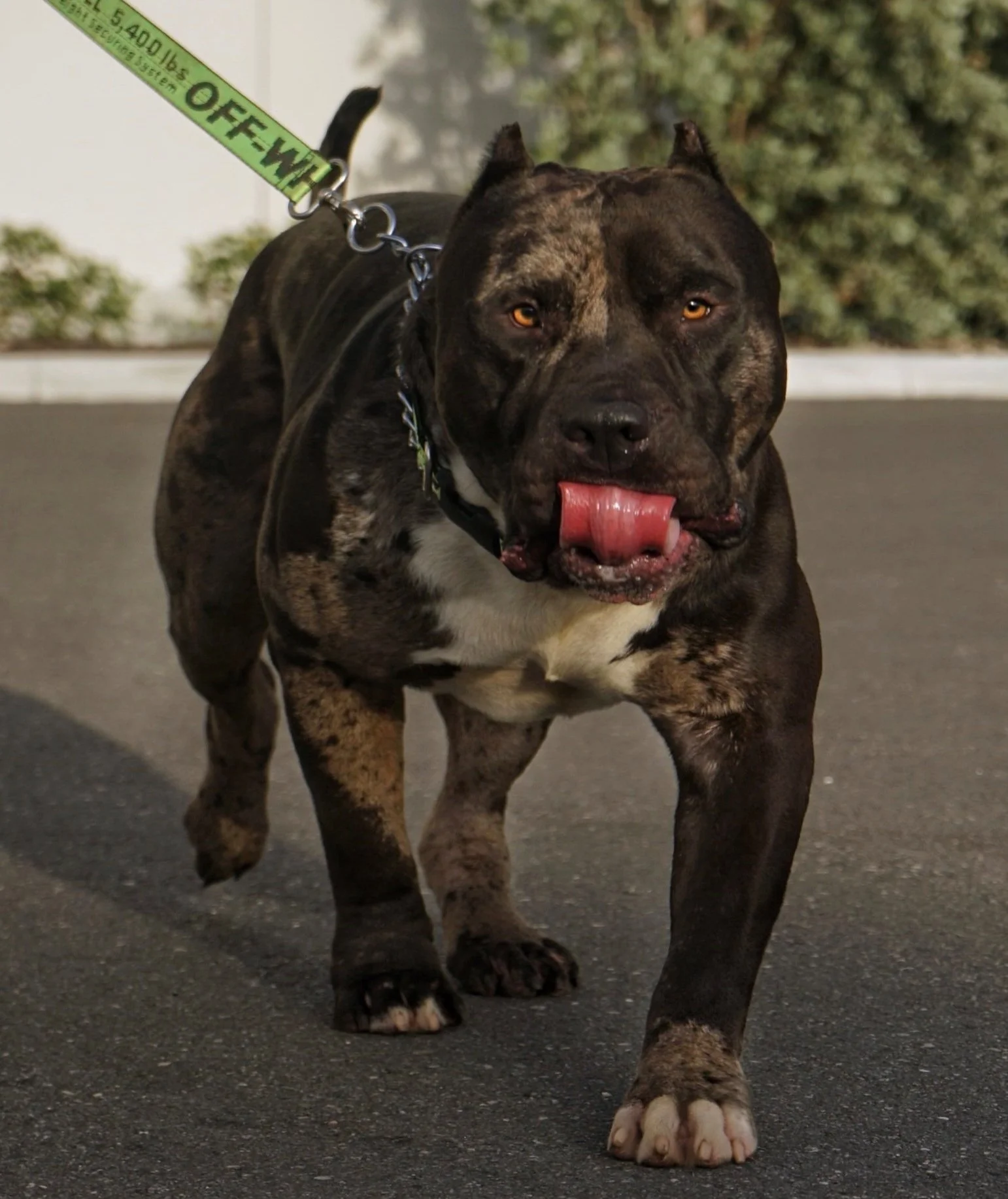 Males — Prestigious Bullies