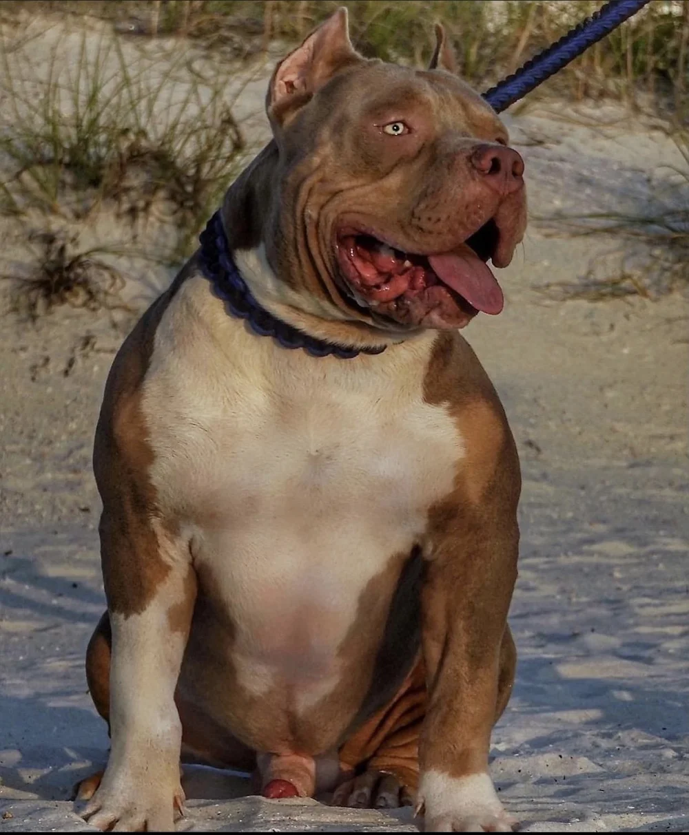 Males — Prestigious Bullies