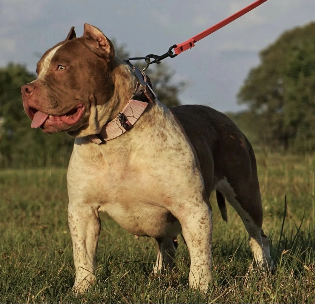 Females — Prestigious Bullies