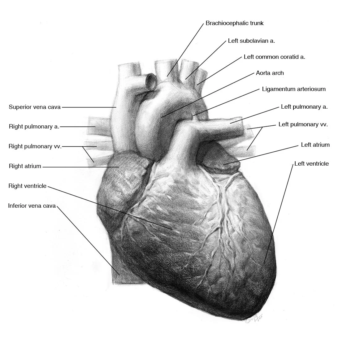 Ligamentum Arteriosum
